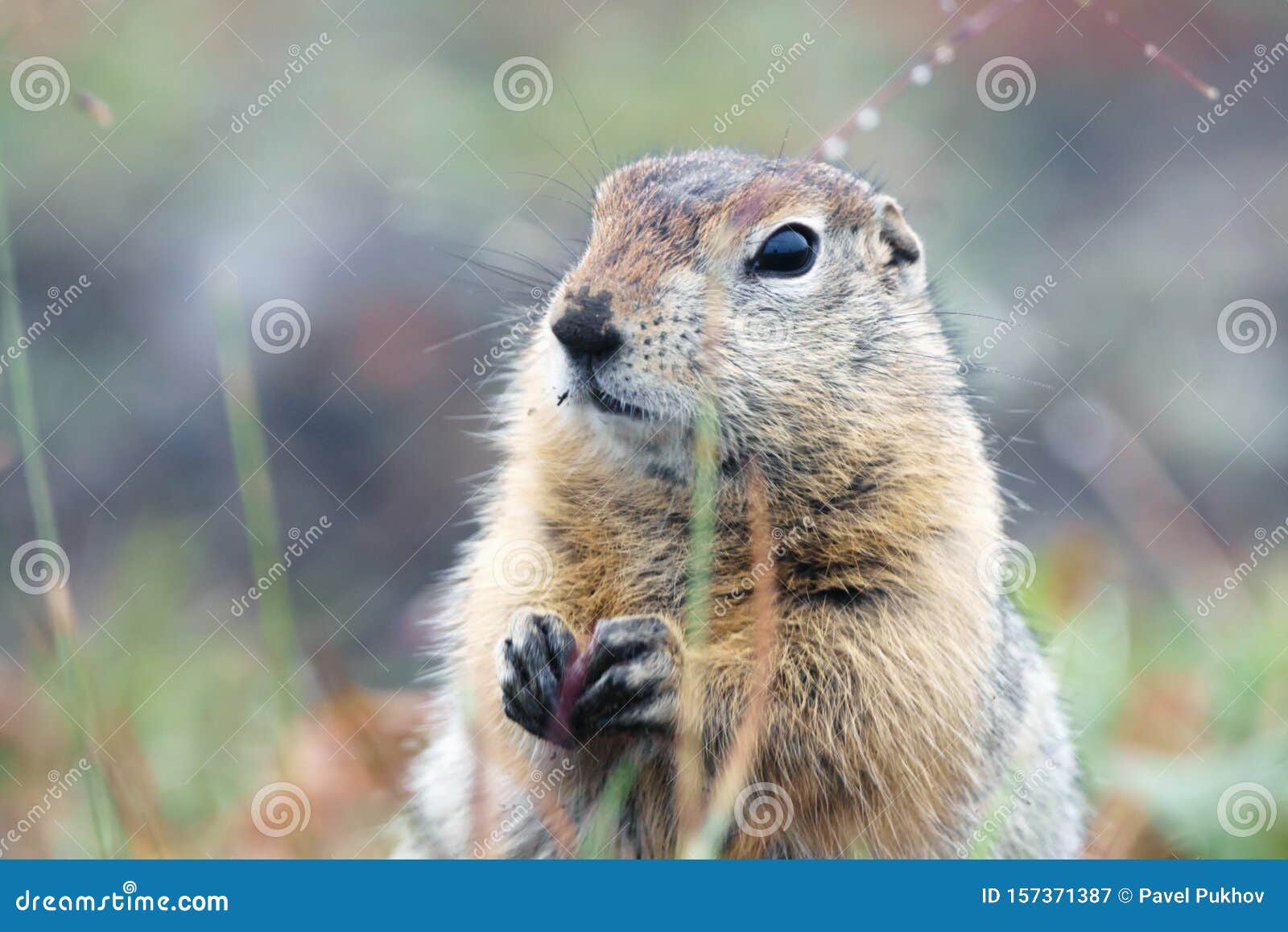 Close-up of a wary gopher stock image. Image of background - 157371387