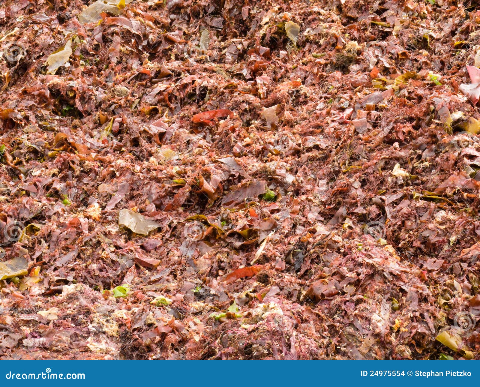Close-up of Washed Ashore Red Seaweeds and Algae Stock Photo - Image of ...