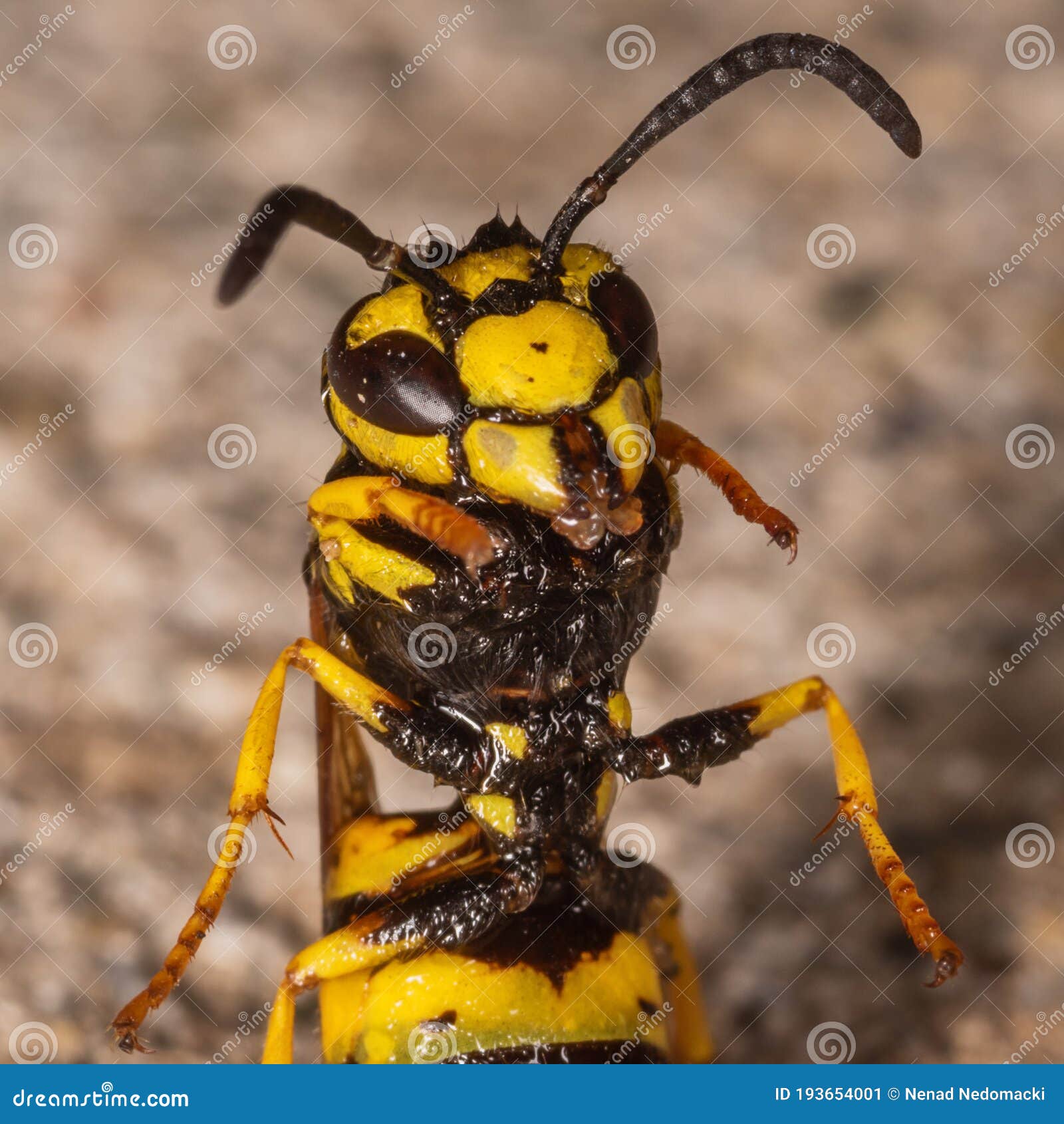 Close - Up Of The Wasp Abdomen With A Venomous Sting Protruding Stock ...