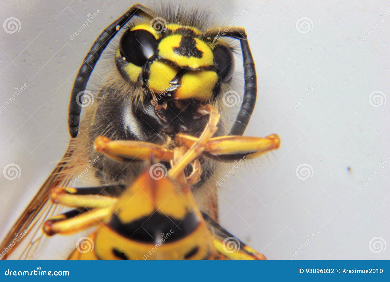 Close up of a wasp stock photo. Image of vespidae, insect - 93096032