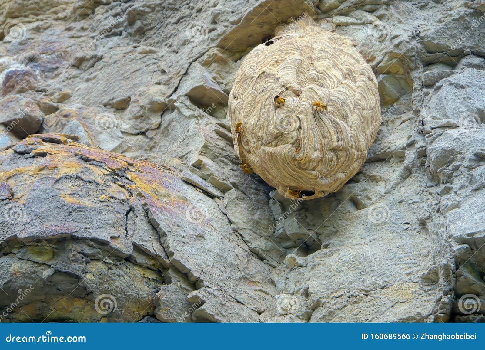 Wasp hive stock photo. Image of close, insects, wildlife - 160689566