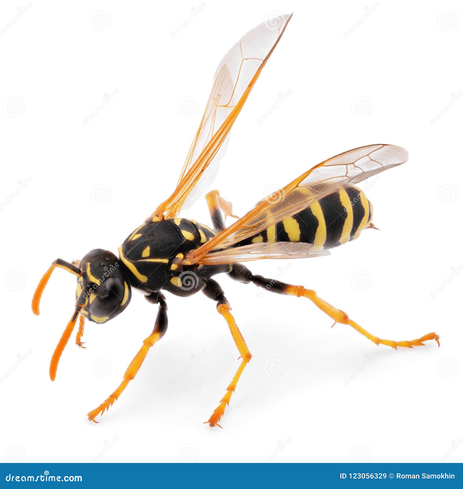 Wasp Isolated On Plain Background Royalty-Free Stock Photography ...