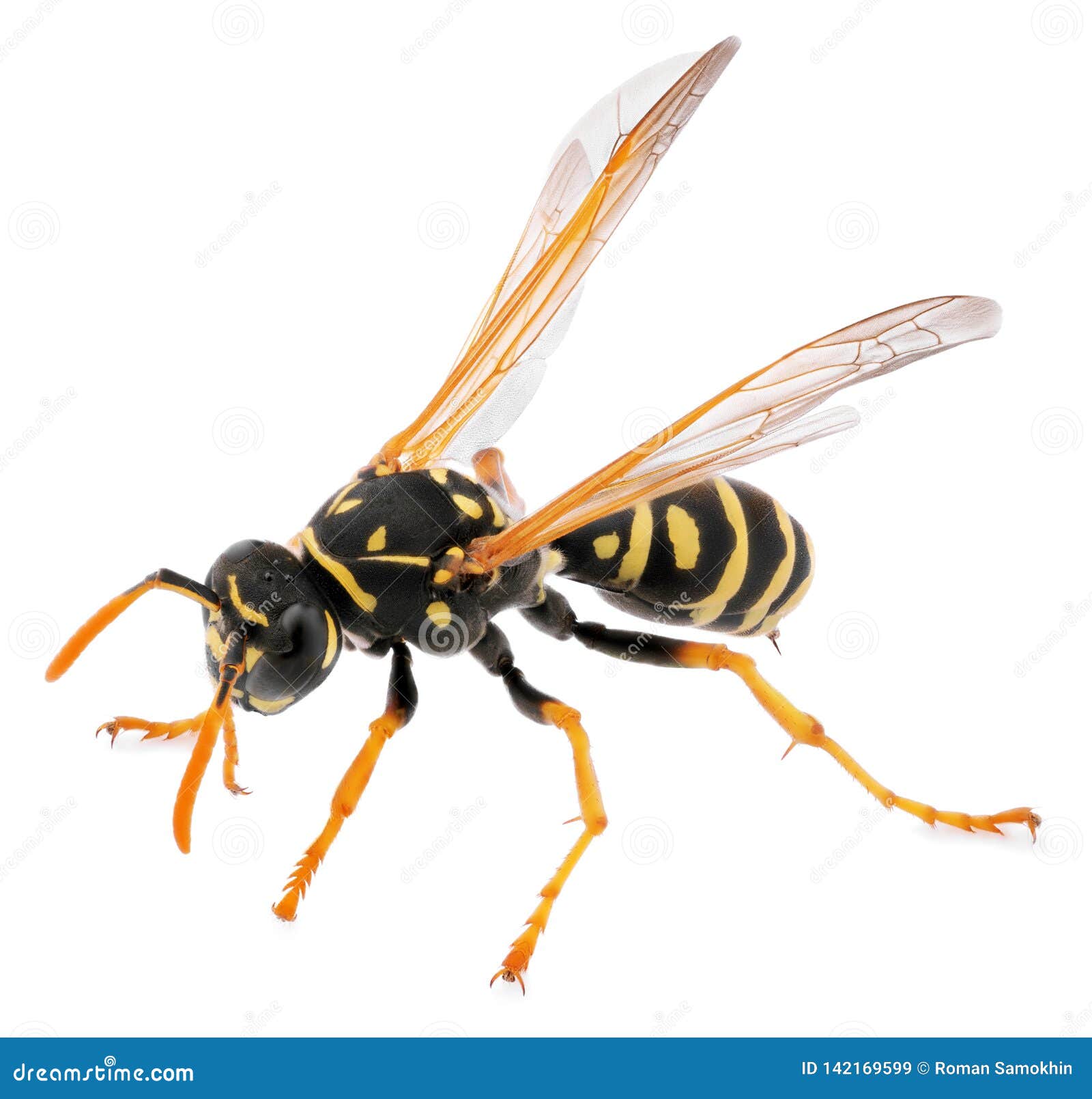 Close Up of Wasp Isolated on White Background Stock Image - Image of ...