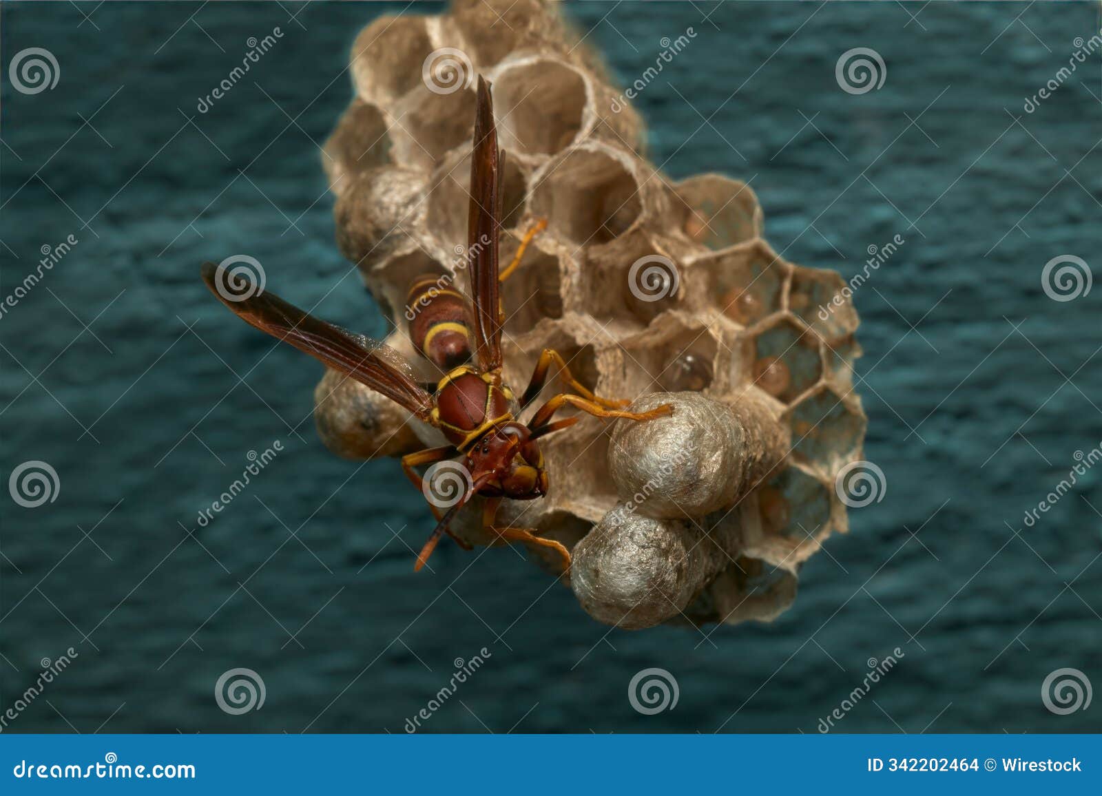 Close-up of a Wasp on Its Honeycomb Structure in a Natural Setting Stock Photo - Image of wild ...