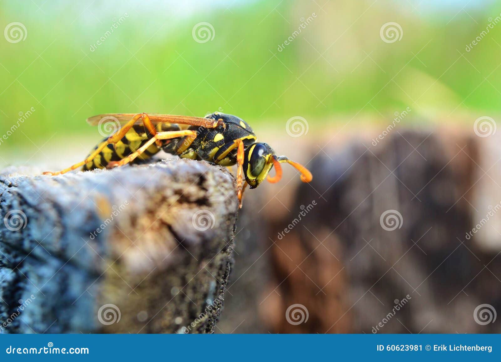 Close - Up Of The Wasp Abdomen With A Venomous Sting Protruding Stock ...