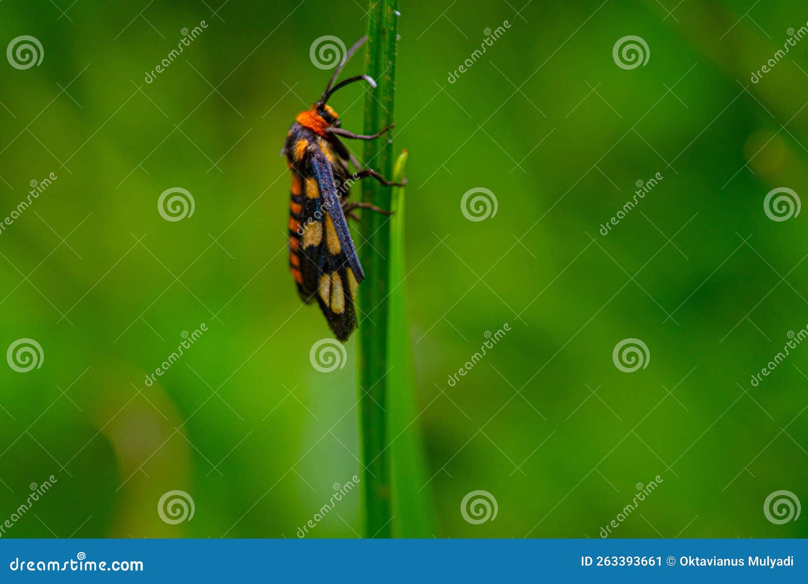Close-up Wasp Moth Called Amata Huebneri Hangs on a Green Stem Grass ...