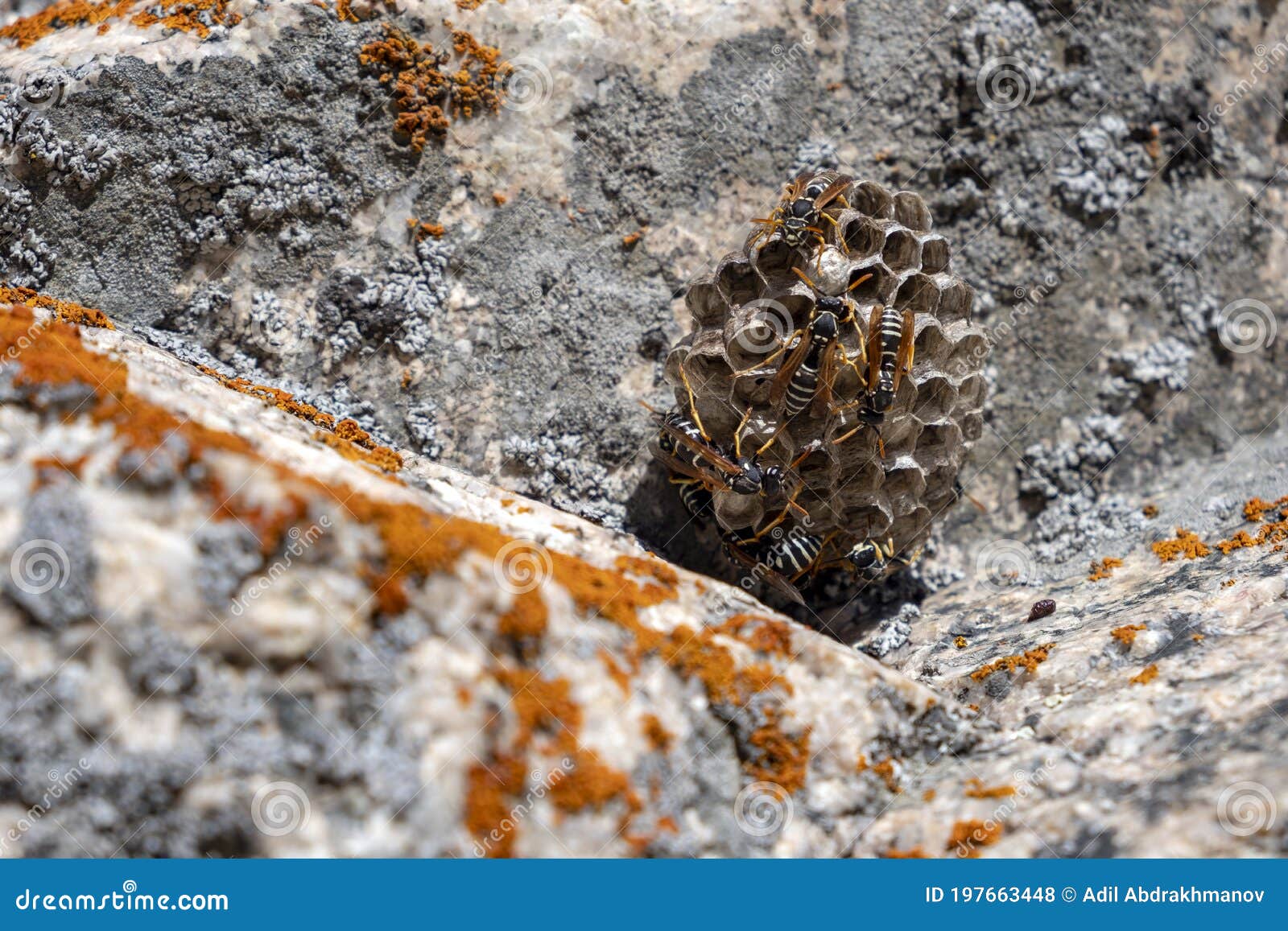 Close Up of Wasp`s Nest on a Rock with Wasp Swarm Stock Photo - Image ...