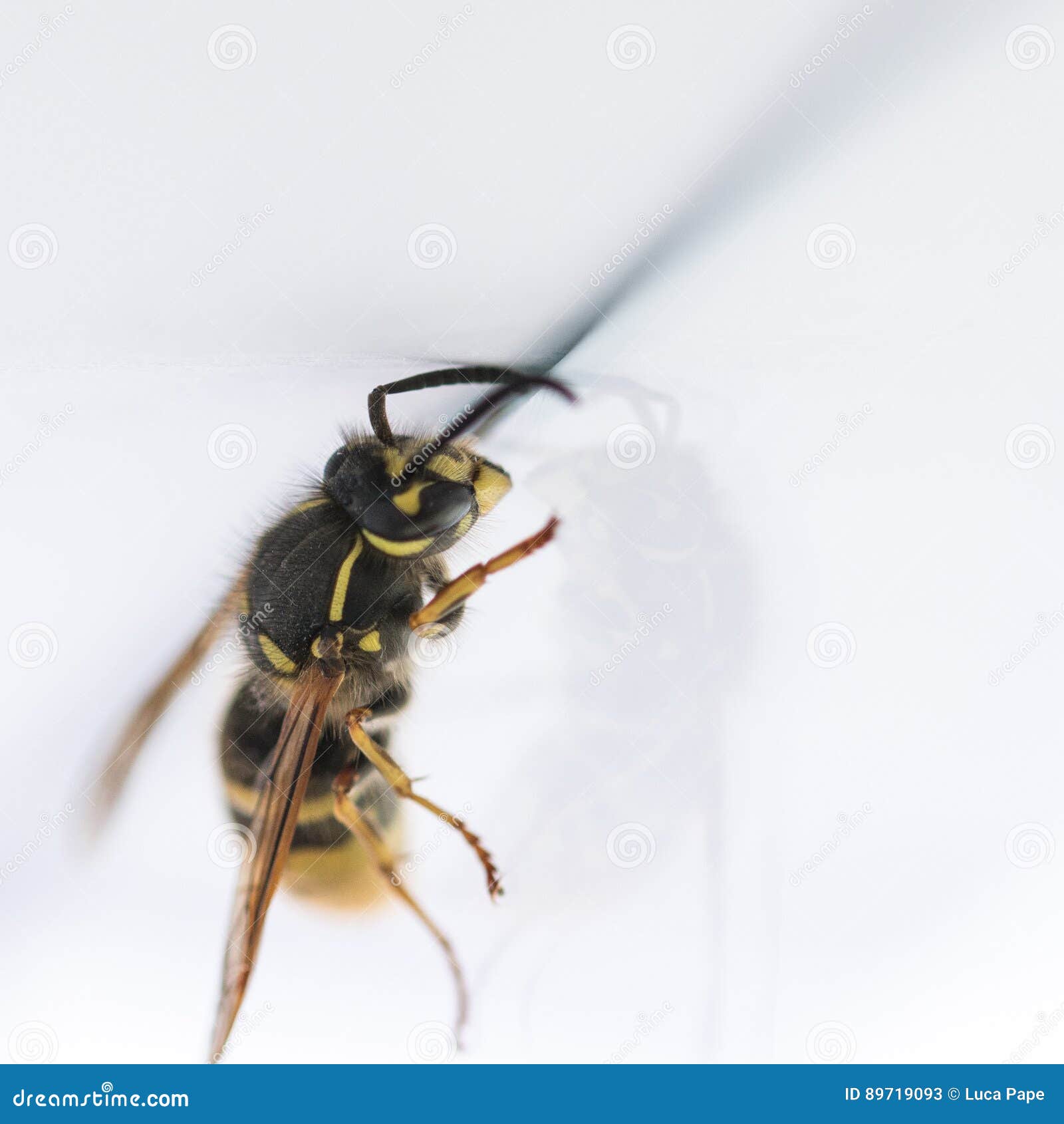 Close Up Wasp Yellow Jacket on White Stock Image - Image of dangerous ...