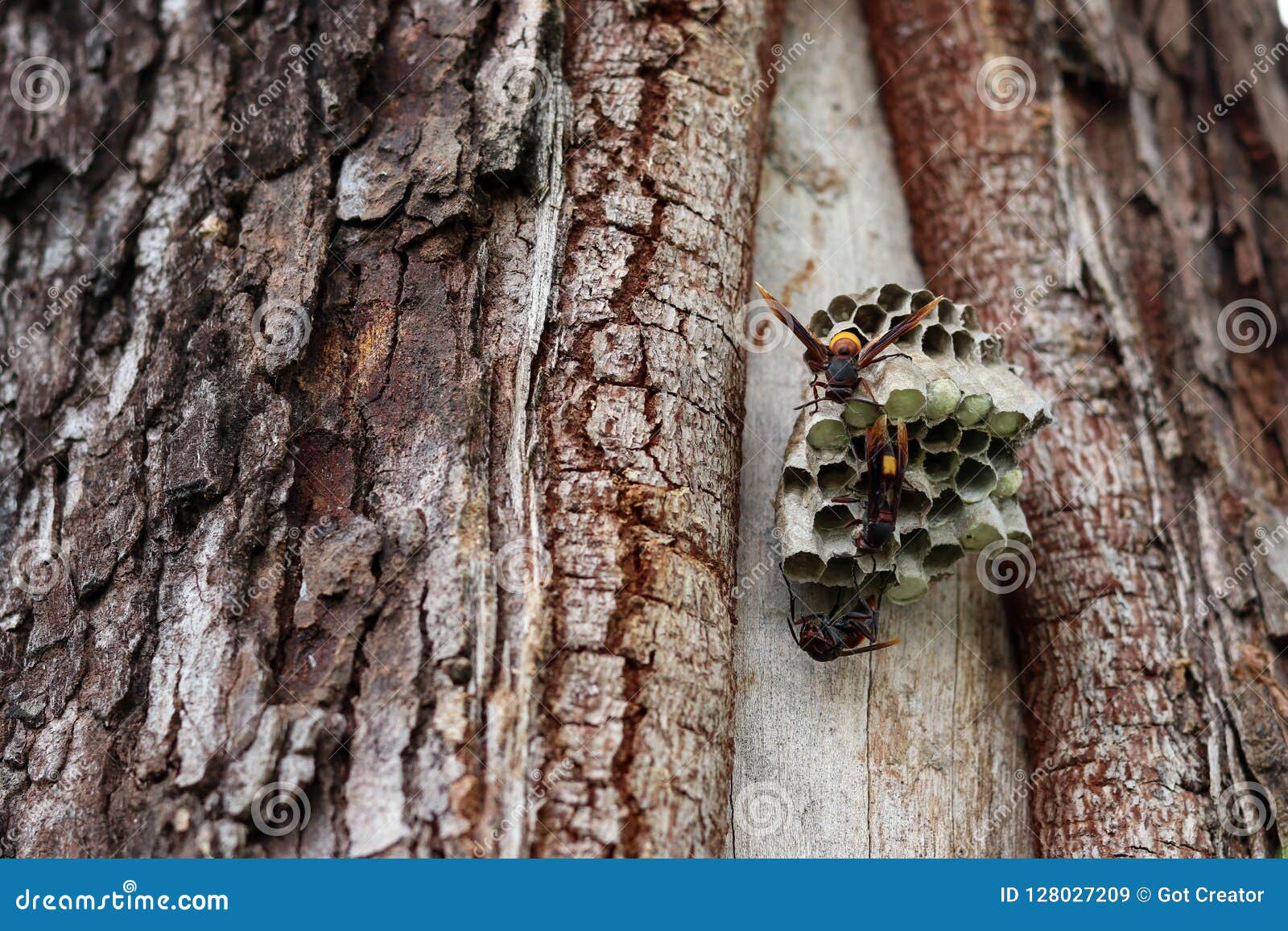 Close Up Wasps Constructing and Protecting Larvae on the Nest. Stock ...