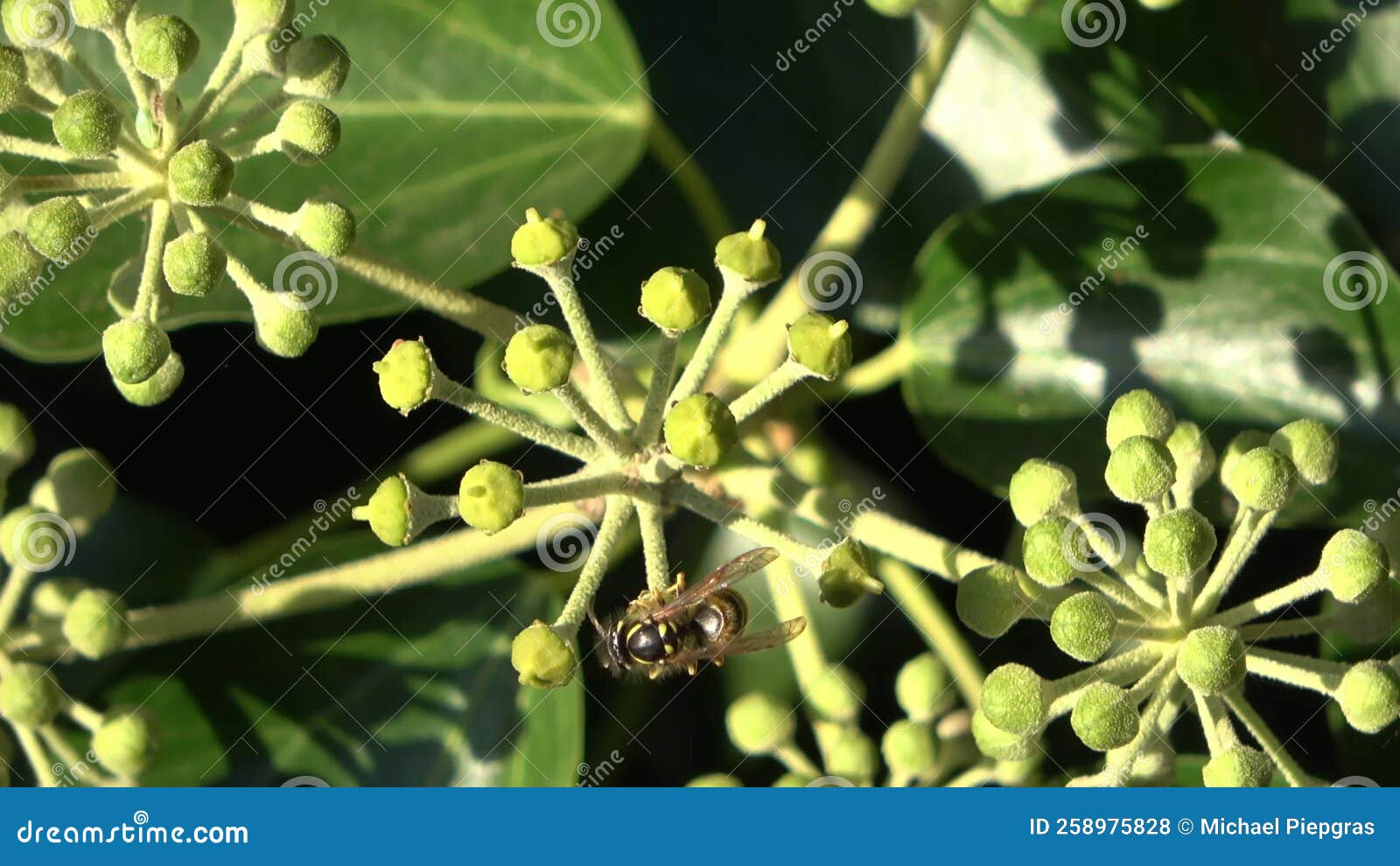 Close Up on Wasps Looking for Nectar on Evergreen Ivy Plants in the ...