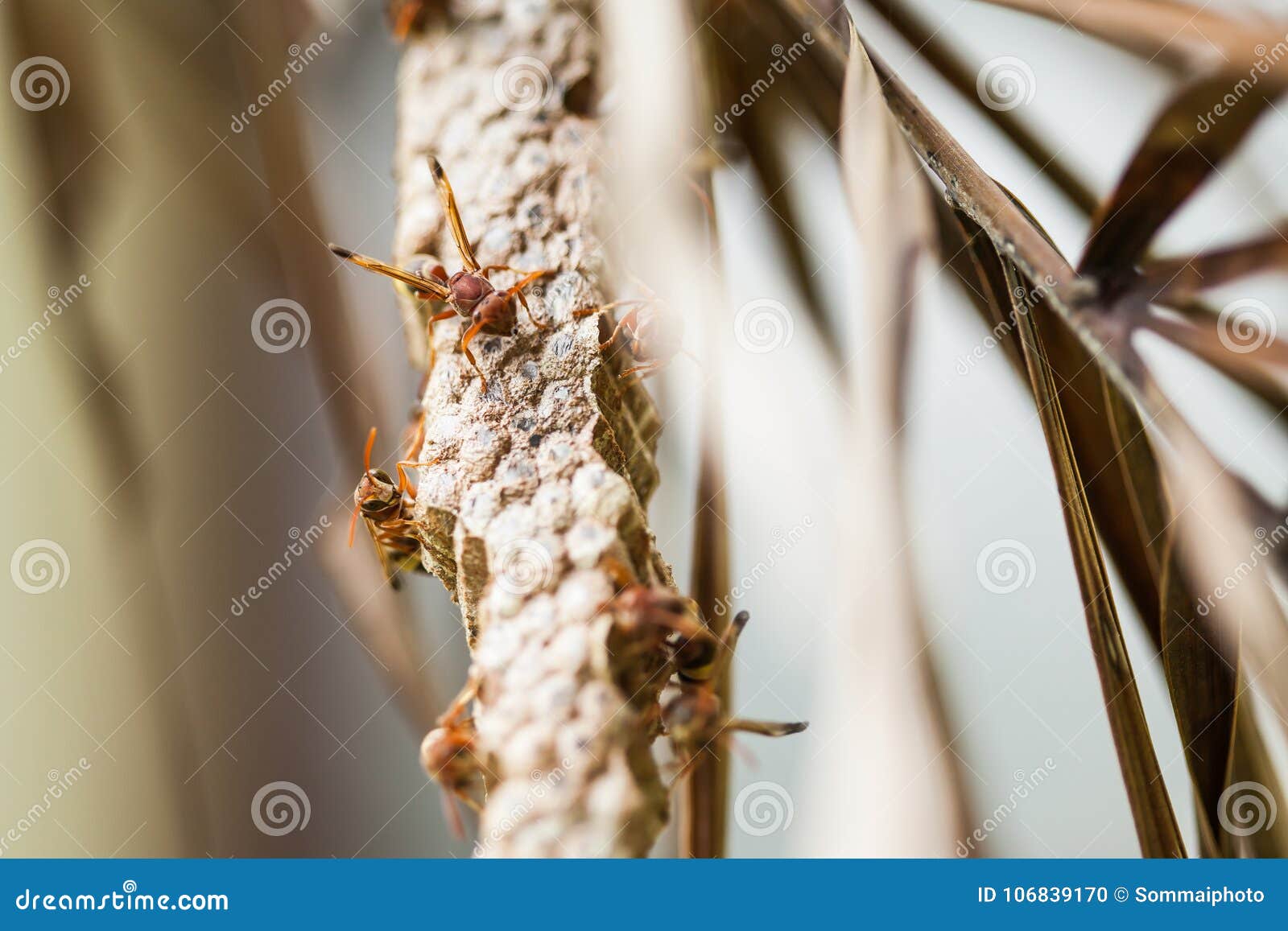 Close Up Wasps Minding Their Hive Extreme Stock Photo - Image of eyes ...