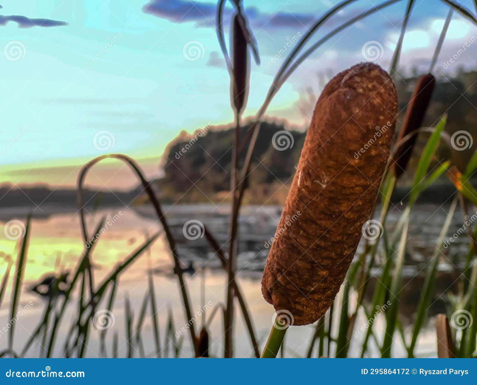 Cattails, Typha Angustifolia Royalty-Free Stock Photography ...