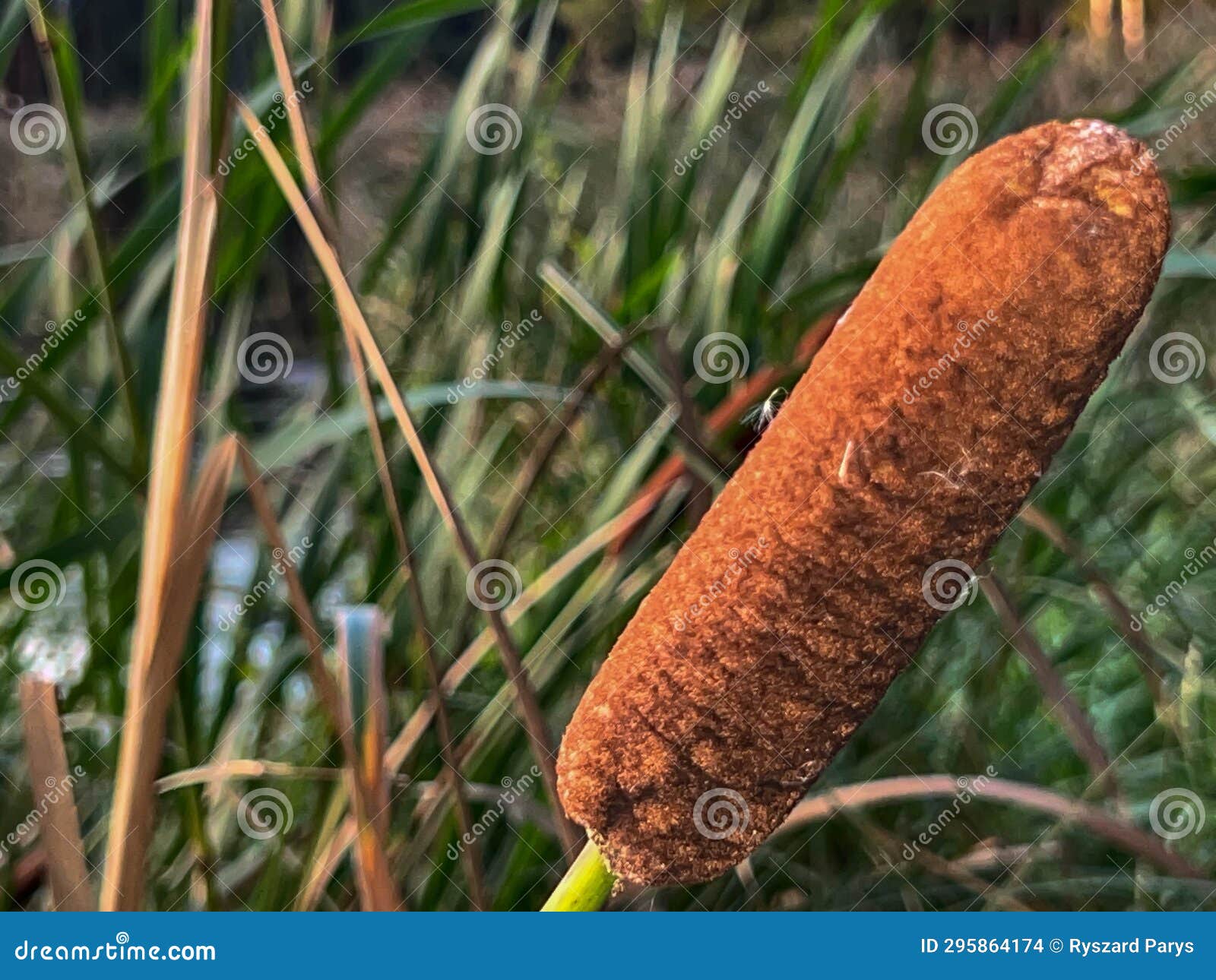Cattails, Typha Angustifolia Royalty-Free Stock Photography ...
