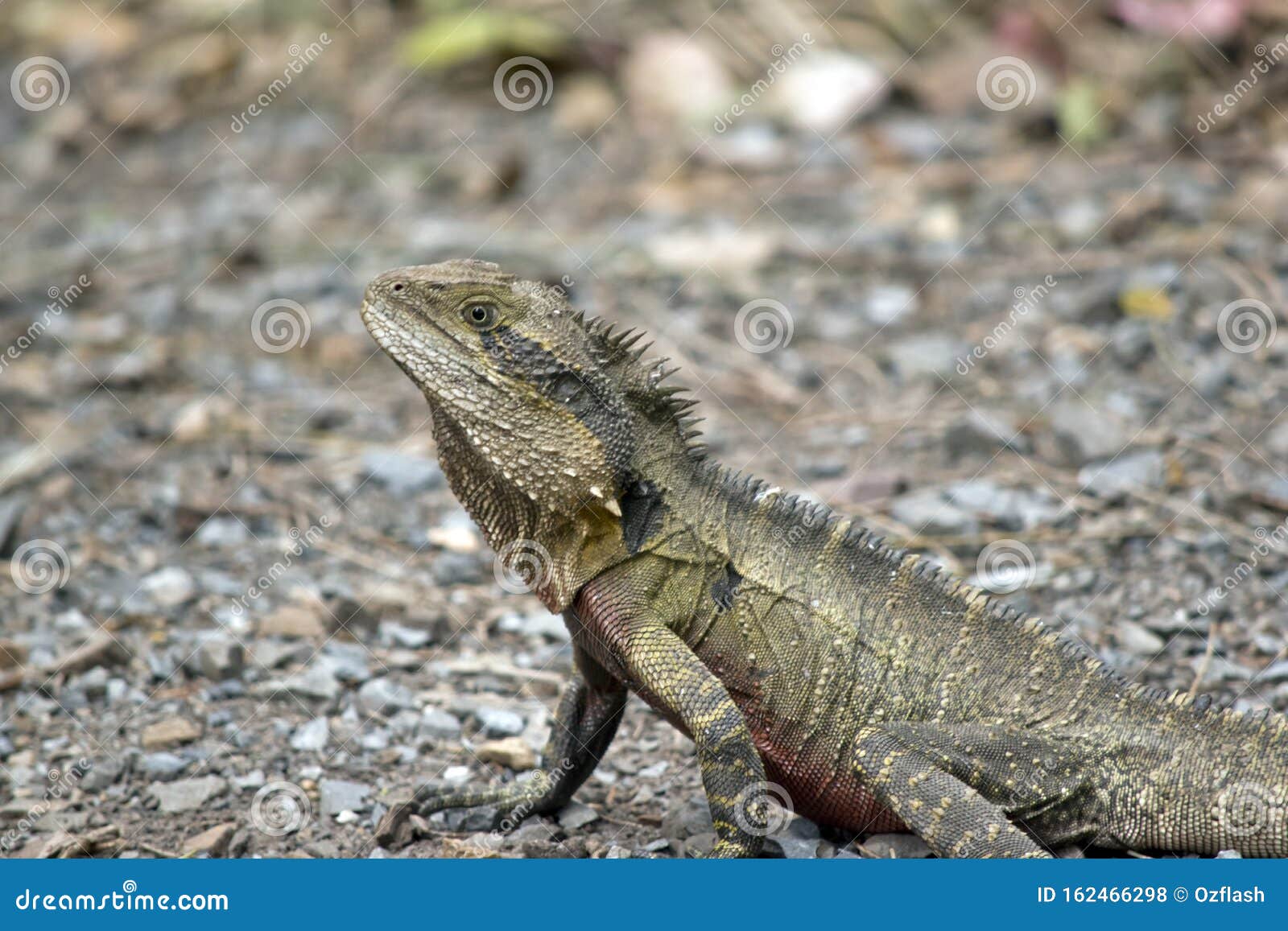 This is a Close Up of a Water Dragon Lizard Stock Photo - Image of tail ...