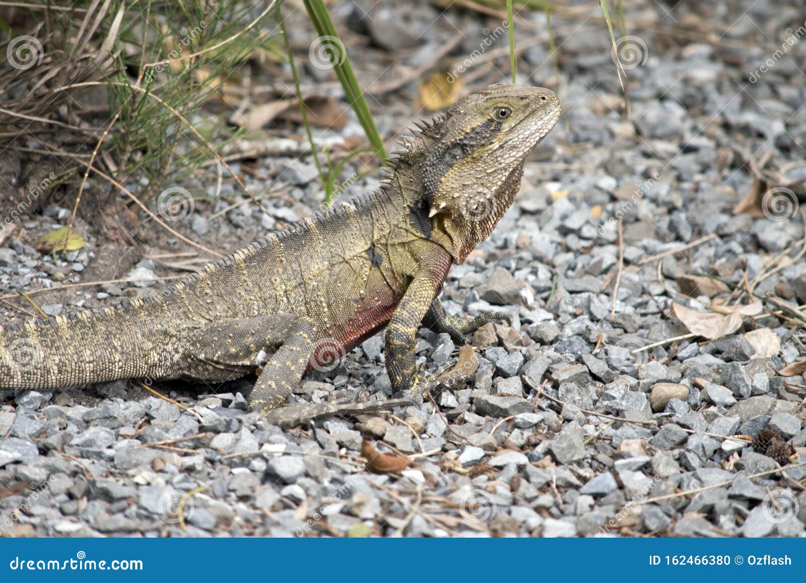 This is a Close Up of a Water Dragon Lizard Stock Photo - Image of cold ...