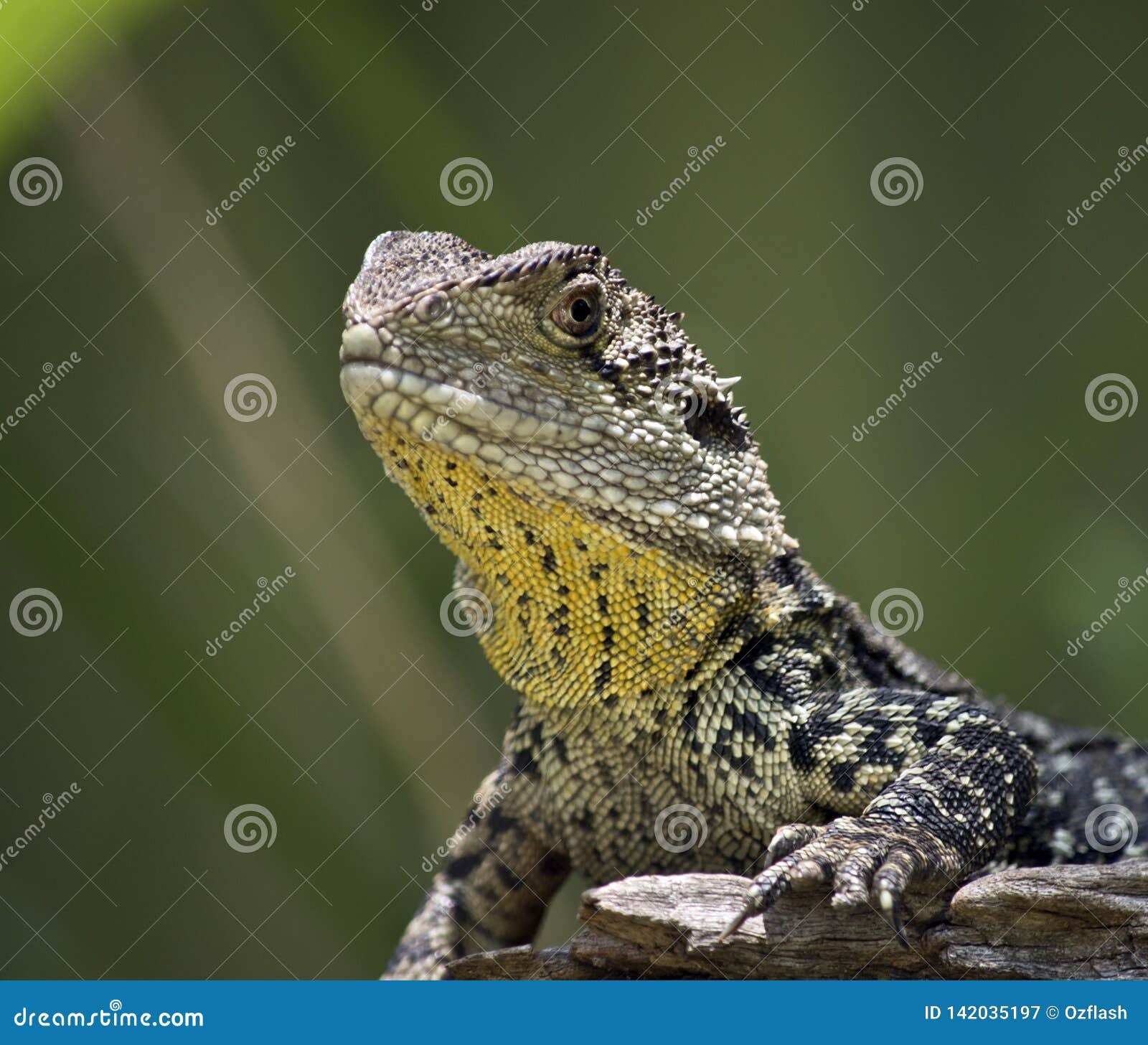 A water dragon lizard stock image. Image of white, black - 142035197