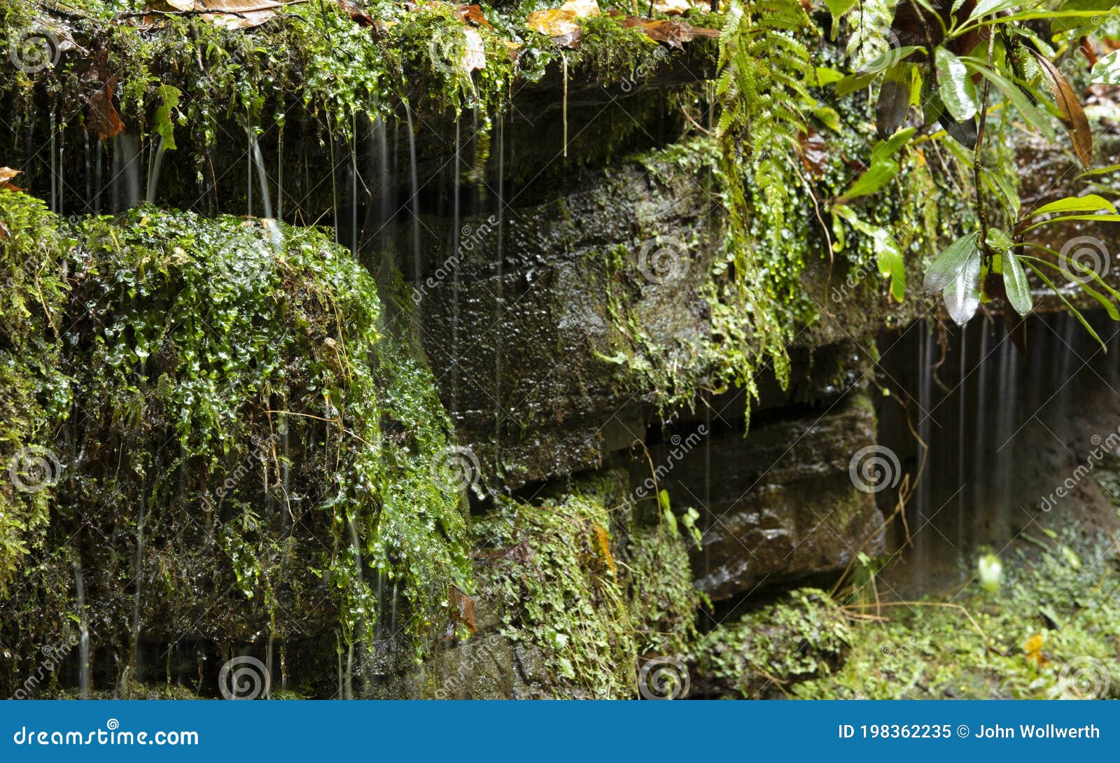Close Up of Water Dripping from Wet Moss in Verdant Forest Stock Image ...