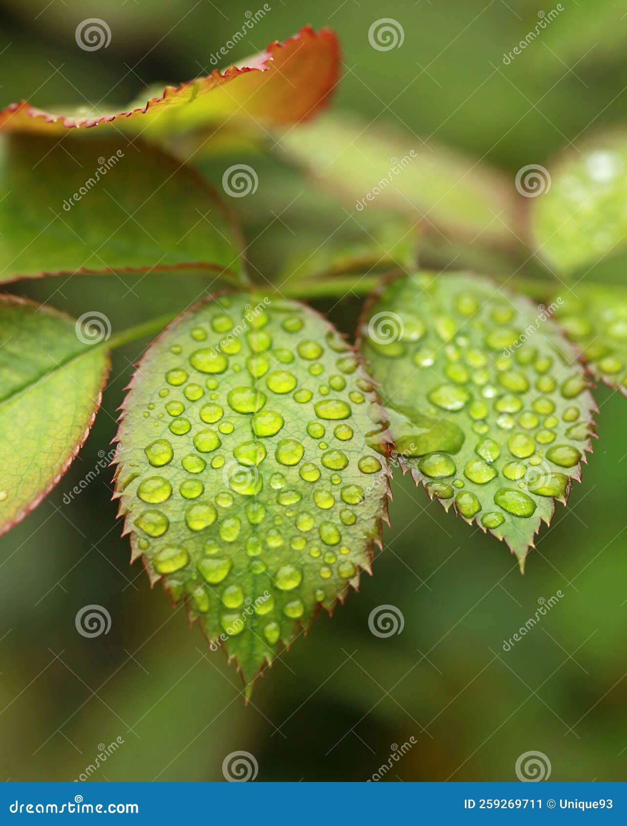 Close-up of Water Drops on Bean Leaves Stock Image - Image of dewdrops ...