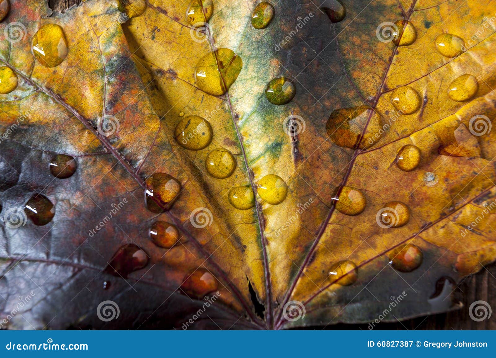 Close Up of Water Drops on Maple Leaf. Stock Image - Image of foliage ...