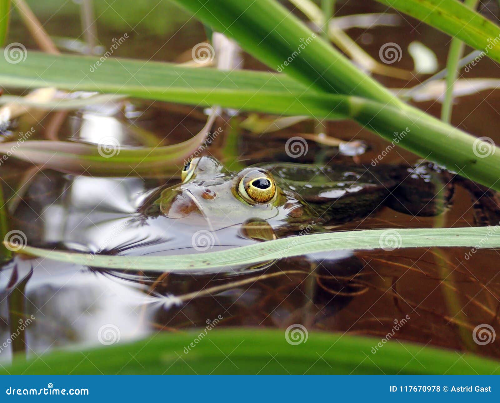 Close-up of a Water Frog Hiding Behind Grasses in the Water Stock Photo ...