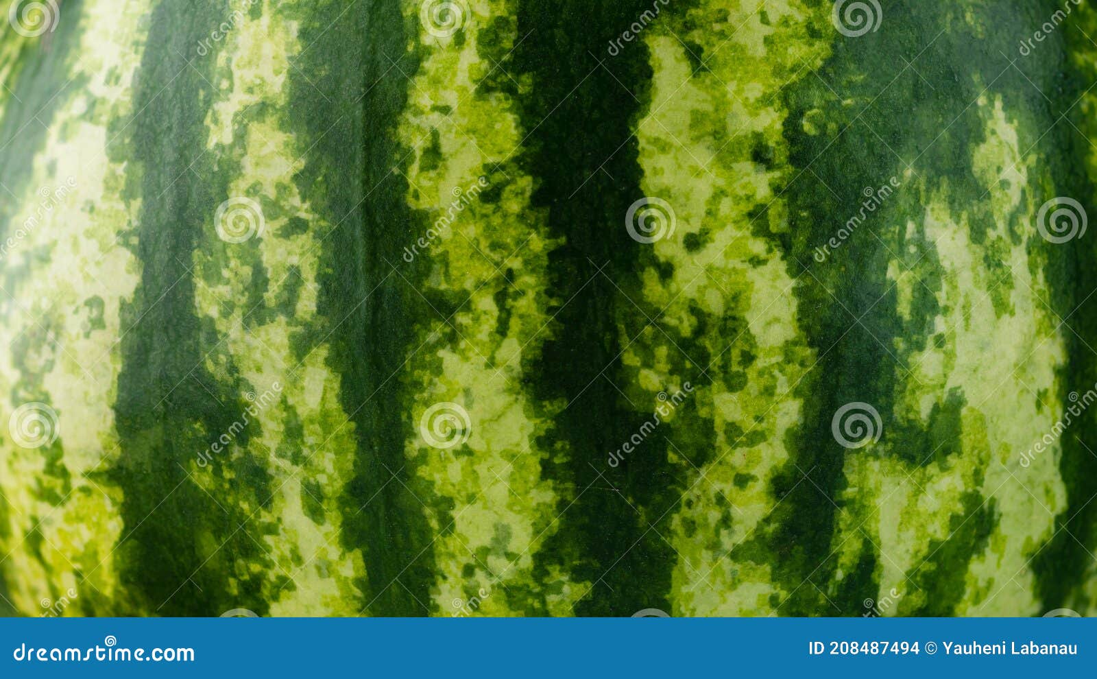 Close Up of Water Melon Skin Stock Photo - Image of ripe, health: 208487494