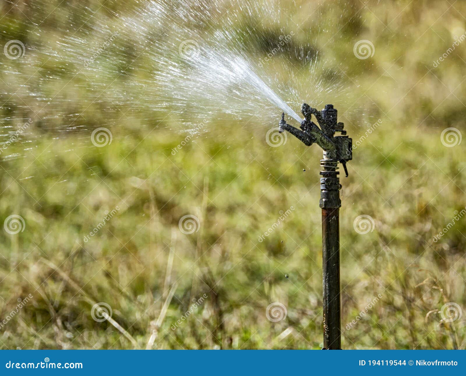 Close-up of a Water Sprinkle Stock Photo - Image of green, growing ...