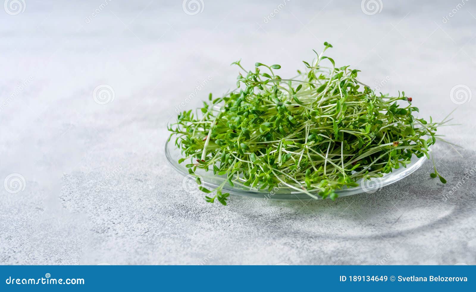 Close Up Watercress Microgreens in Little Plate on Light Background ...
