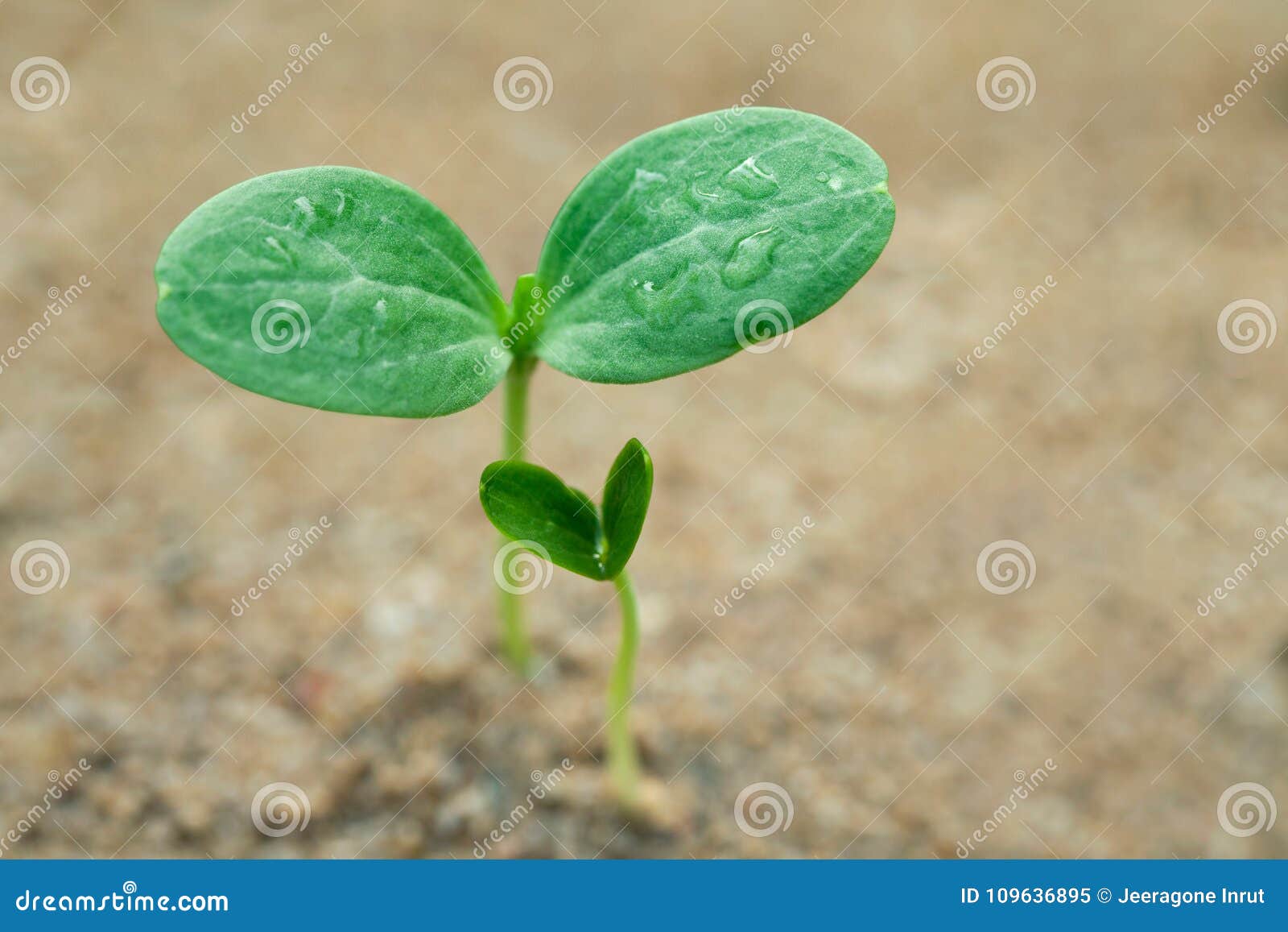 Water melon sprout stock image. Image of growing, height - 109636895