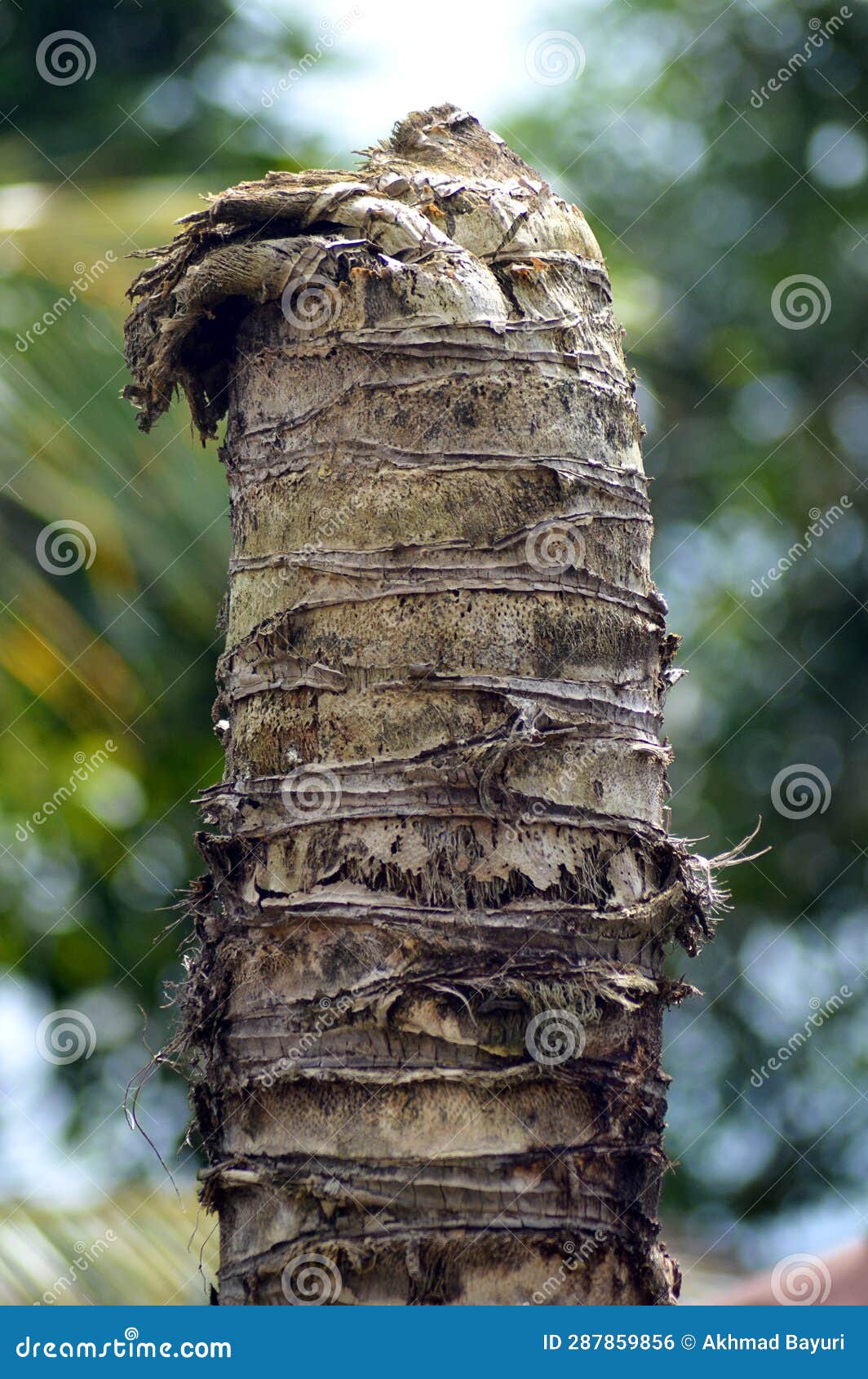Close Up of a Weathered and Dead Coconut Tree with Blurred Trees in the ...