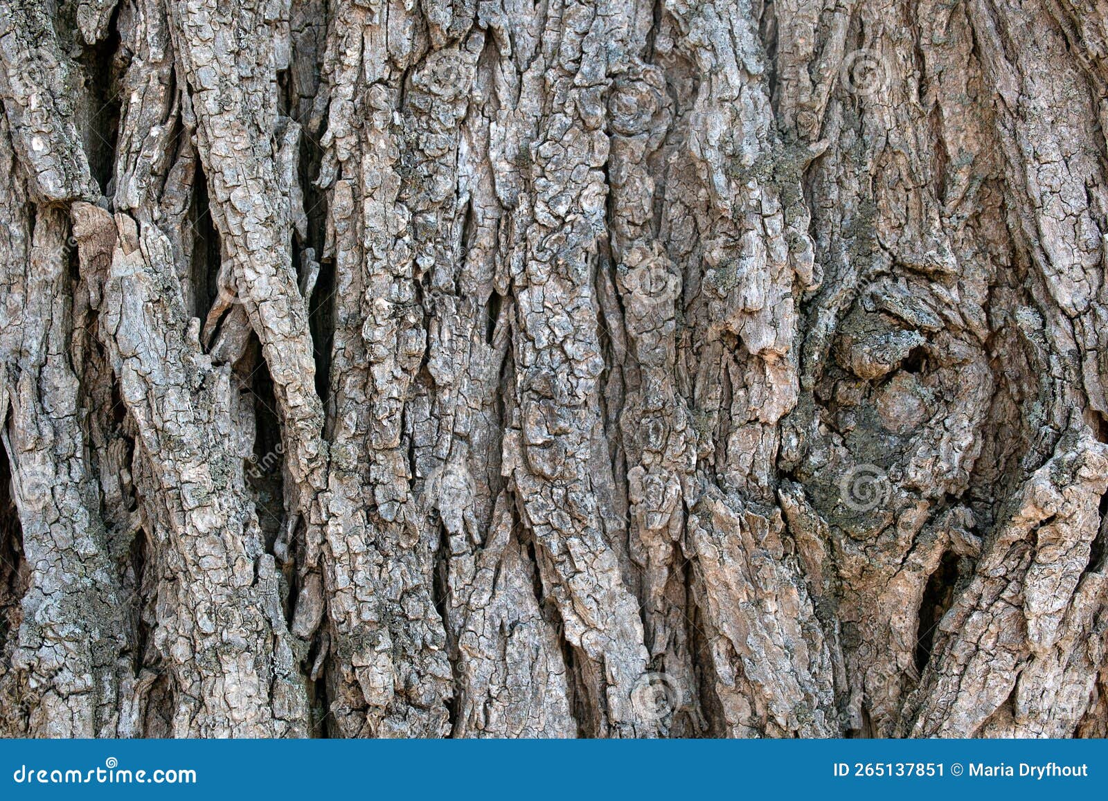 Close-up of Tree Bark stock image. Image of rustic, brown - 265137851