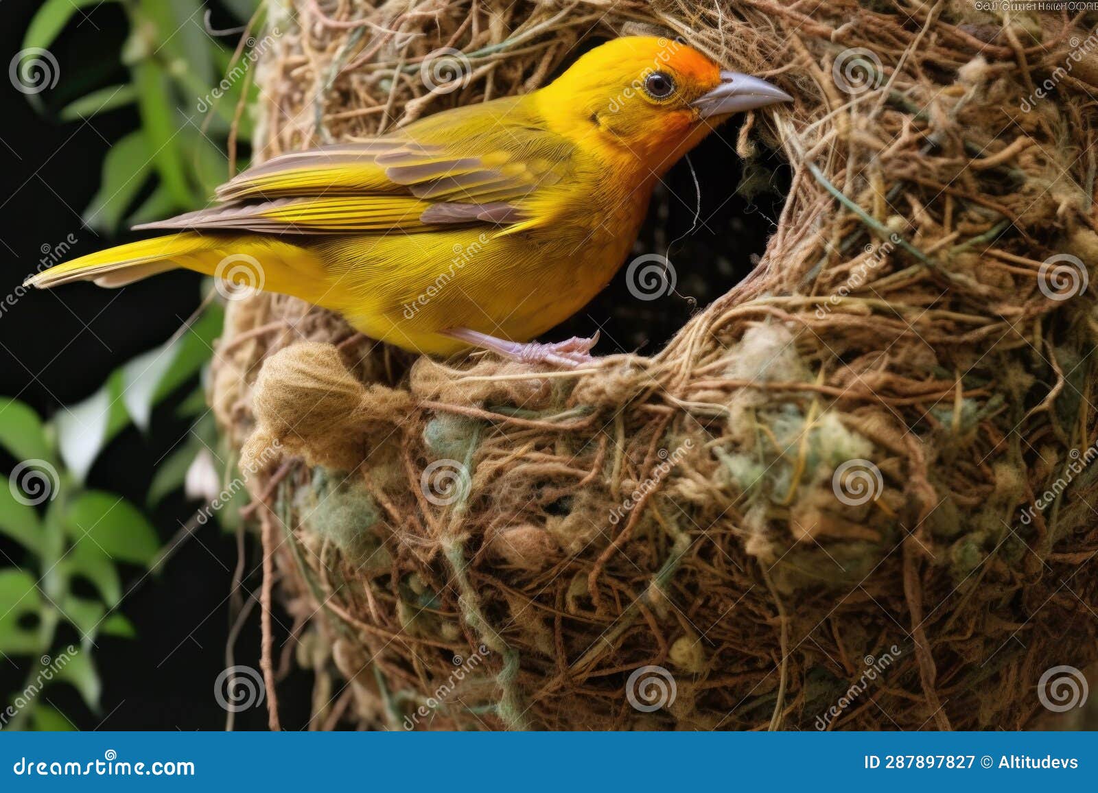 Close-up of Weaver Bird Weaving Its Nest Stock Image - Image of process ...