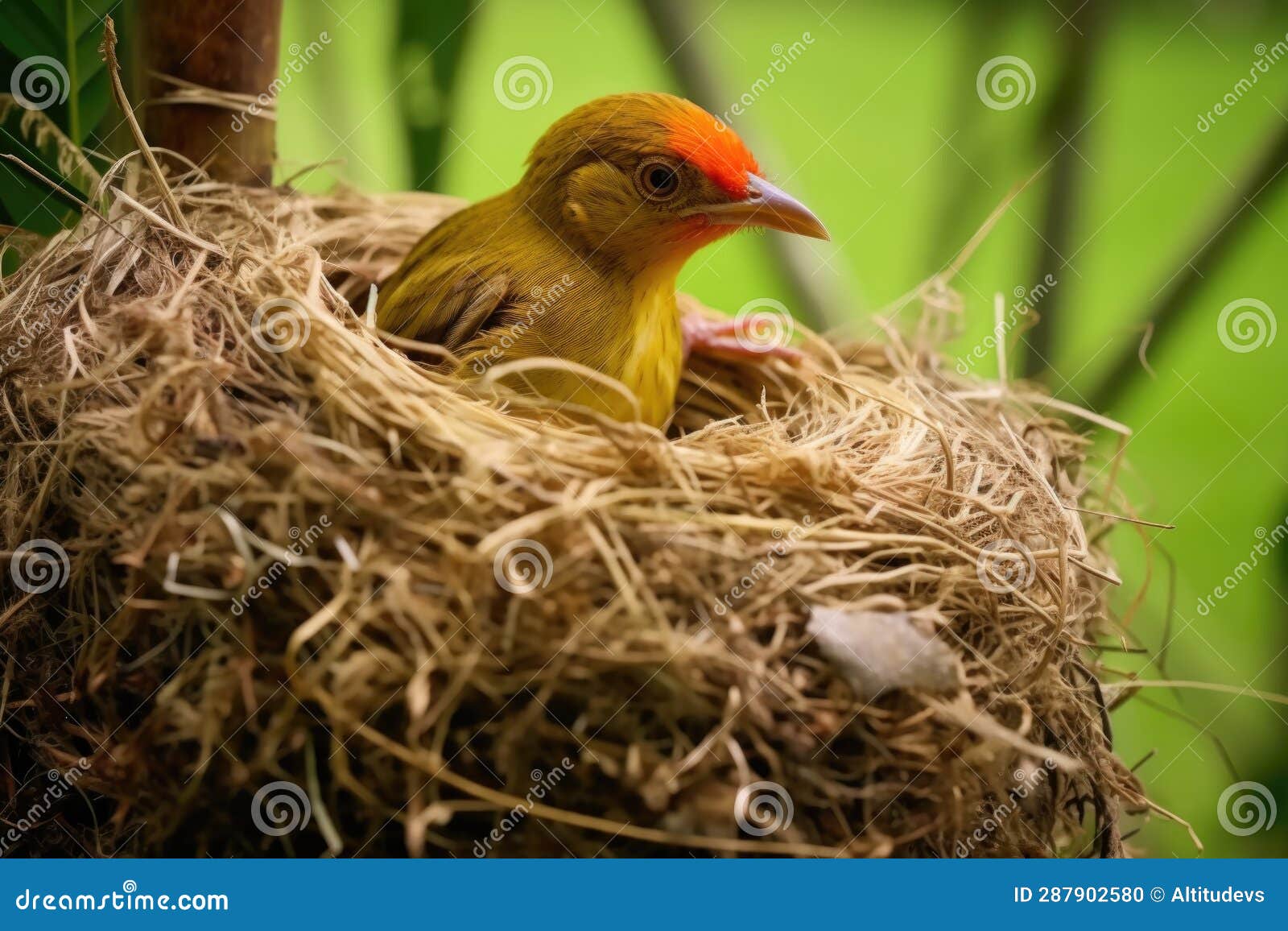 Close-up of Weaver Bird Weaving Nest with Grass Stock Photo - Image of wildlife, habitat: 287902580