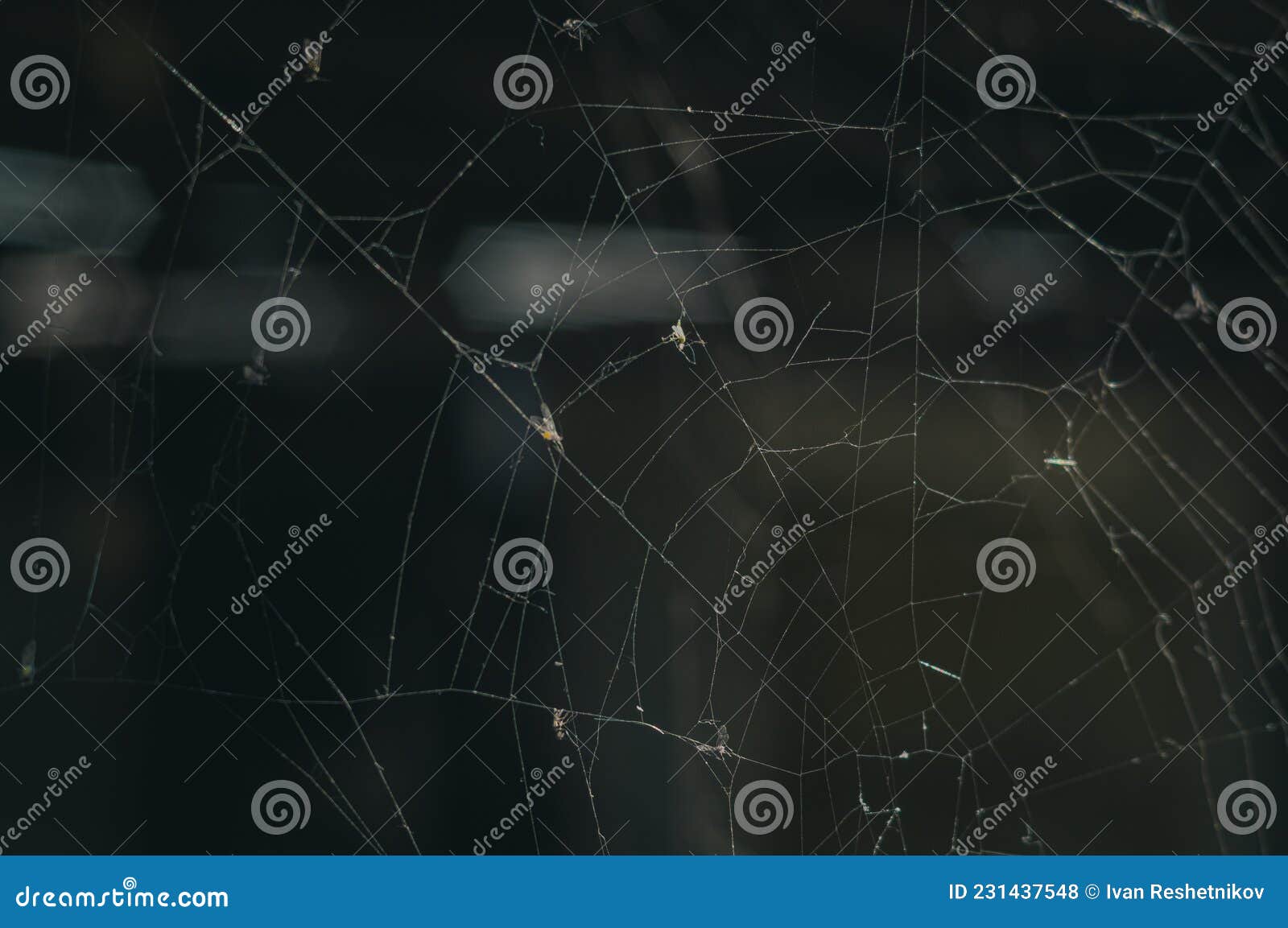 Close-up of the Web. Spider Net of Sticky Threads. Blur, Grain, Noise ...