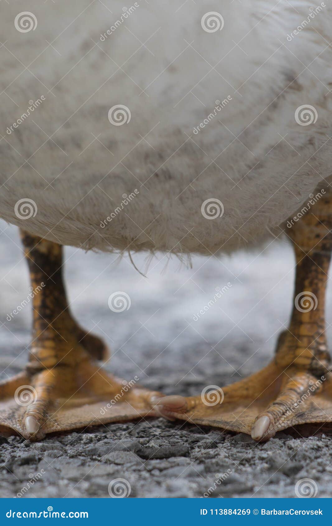 Close Up of Webbed Feet of Muscovy Duck Stock Image - Image of ...