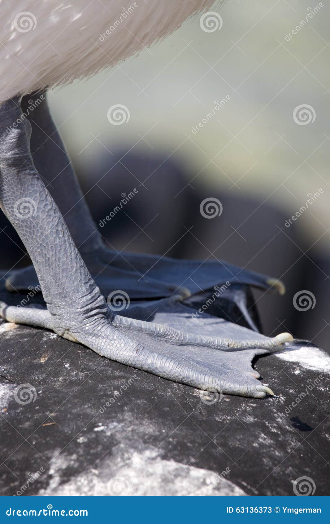 Close-up of the Webbed Feet of a Pelican Stock Image - Image of pelican ...