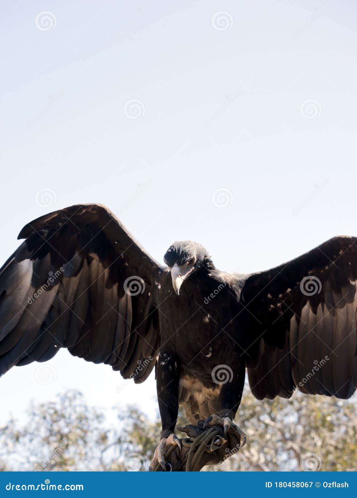 This is a Close Up of a Wedge Tail Eagle Stock Image - Image of raptor ...