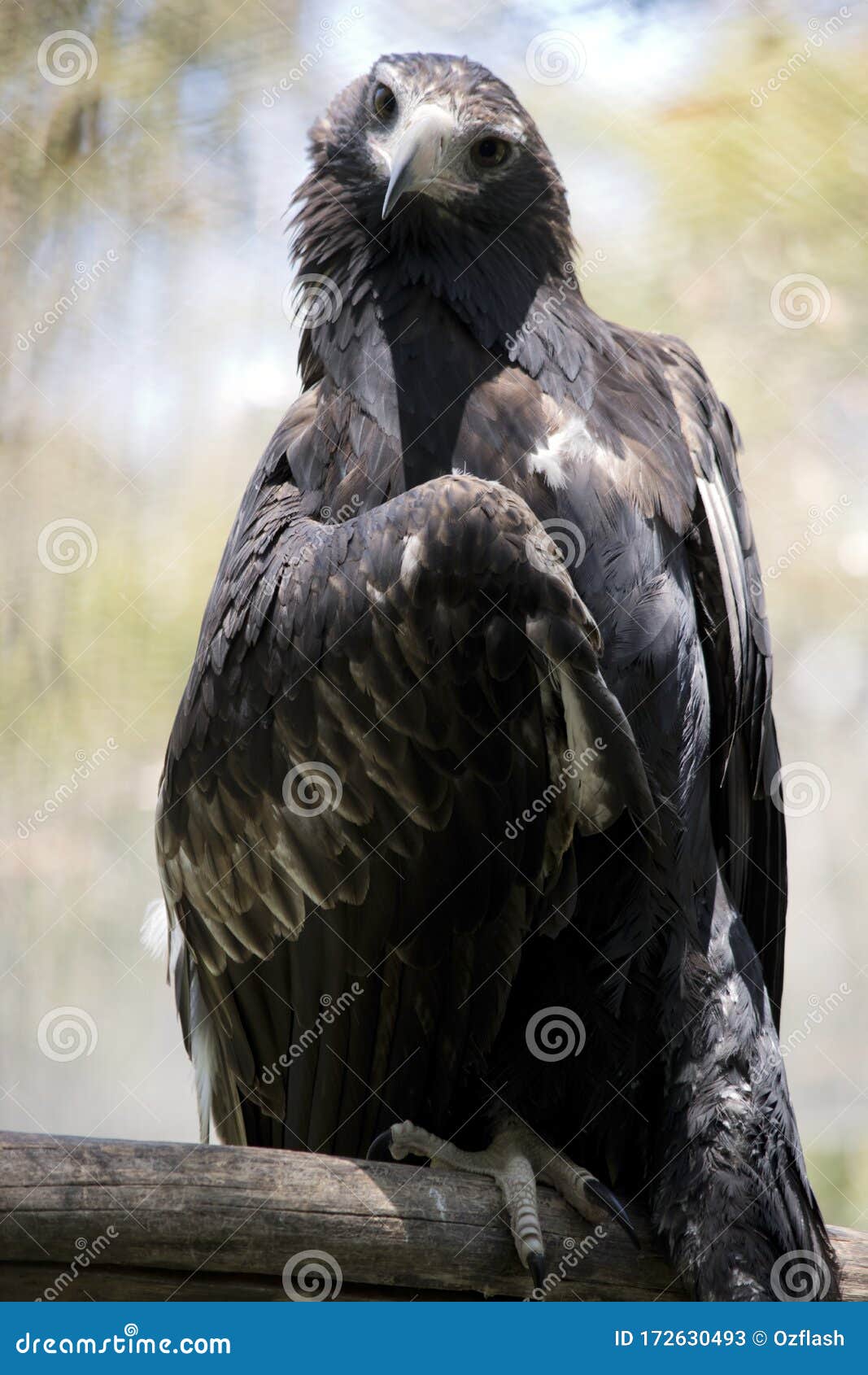 This is a Close Up of a Wedge Tail Eagle Stock Image - Image of eyes ...
