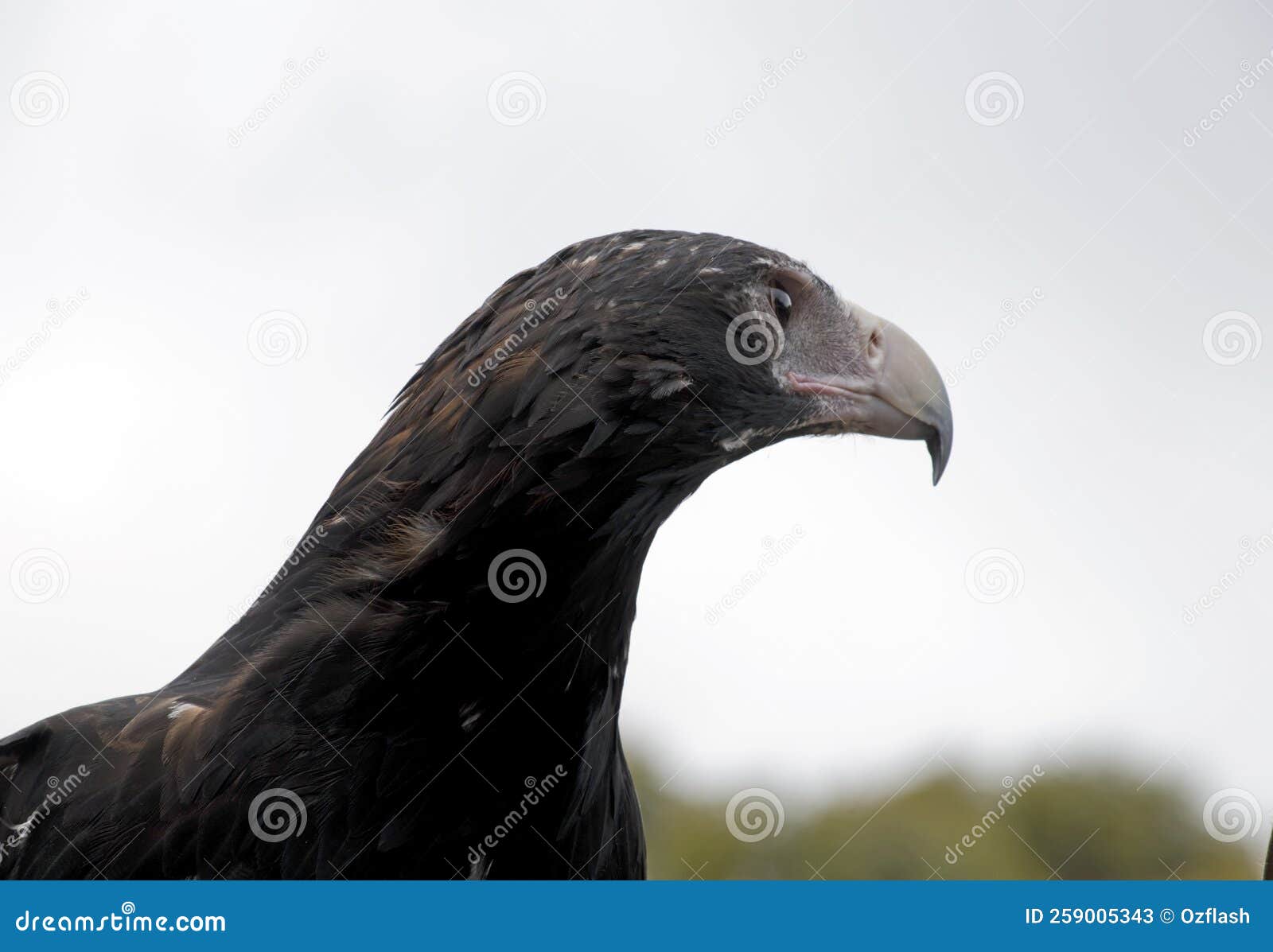 This is a Close Up of a Wedge Tailed Eagle Stock Image - Image of ...