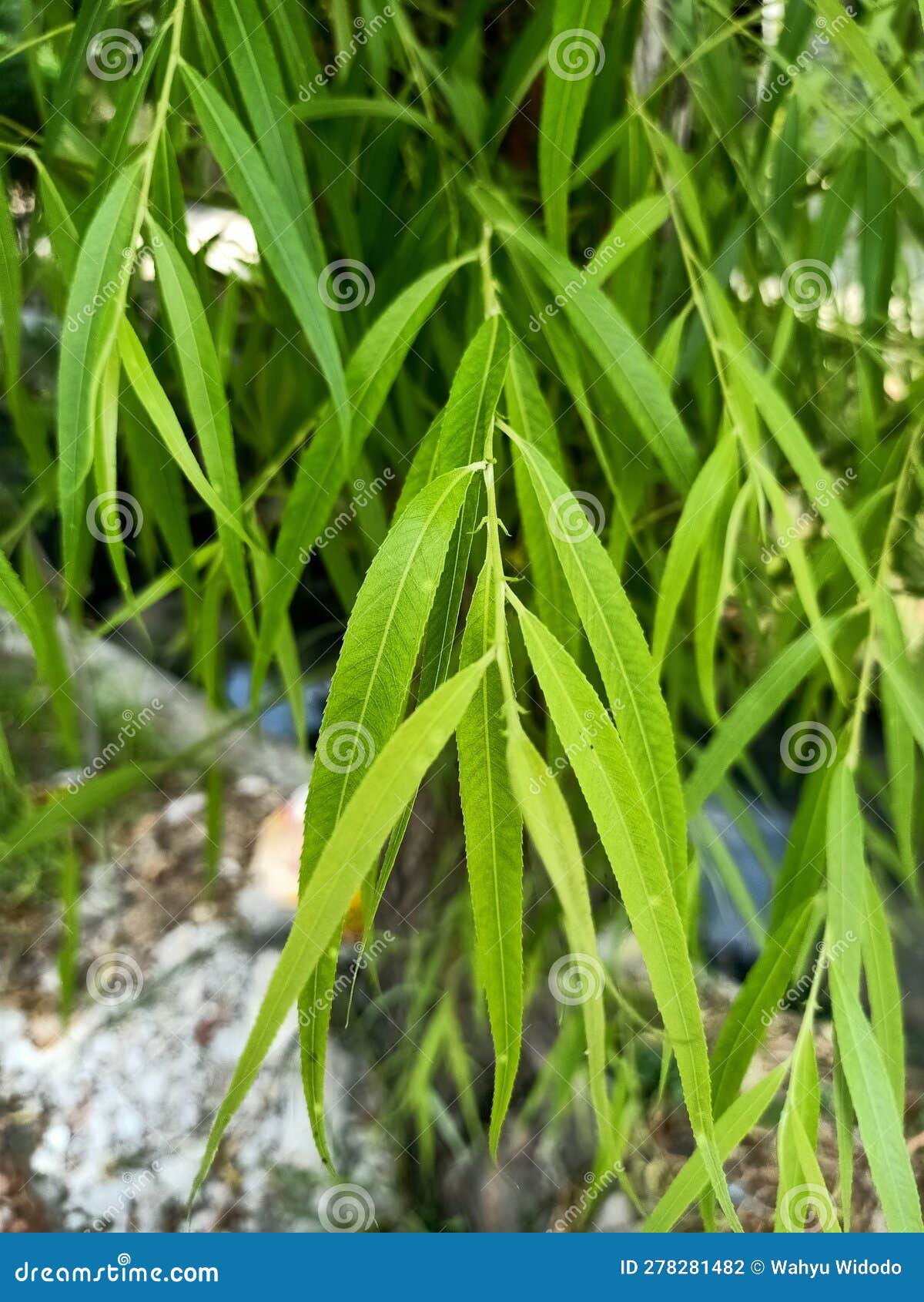 Close Up of Weeping Willow Plant Stock Photo - Image of natural, willow ...