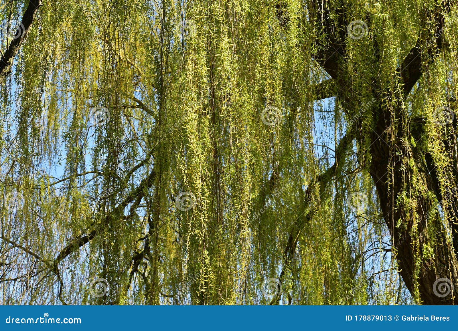 Weeping Willow Tree Branches with Leaves. Stock Image - Image of ...