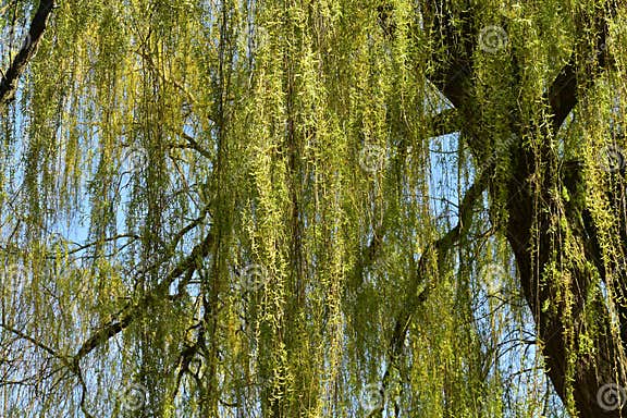 Weeping Willow Tree Branches with Leaves. Stock Image - Image of ...