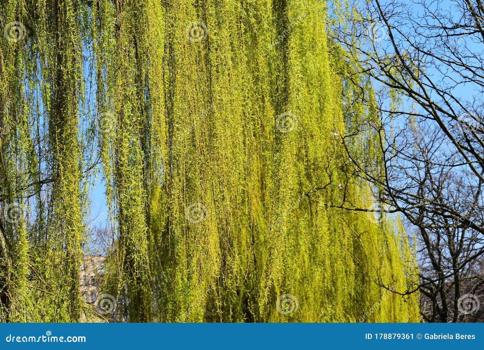 Weeping Willow Tree Branches with Leaves. Stock Image - Image of close ...
