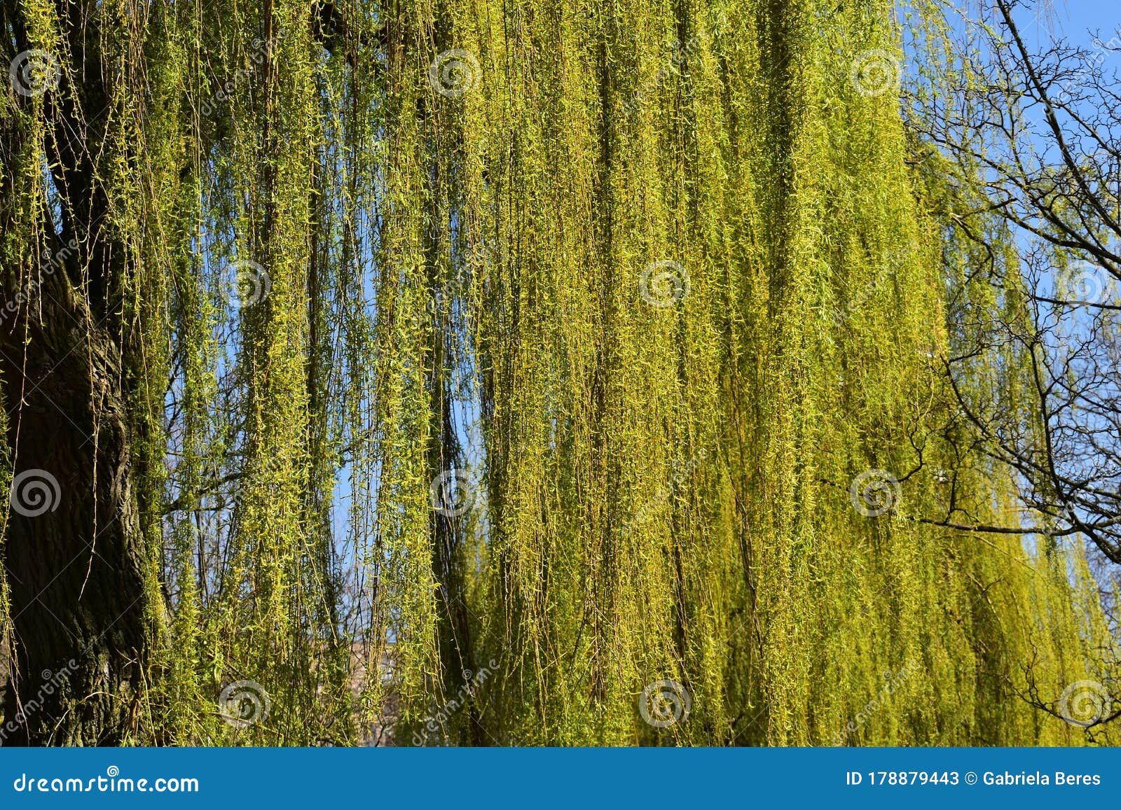 Weeping Willow Tree Branches with Leaves. Stock Image - Image of forest ...