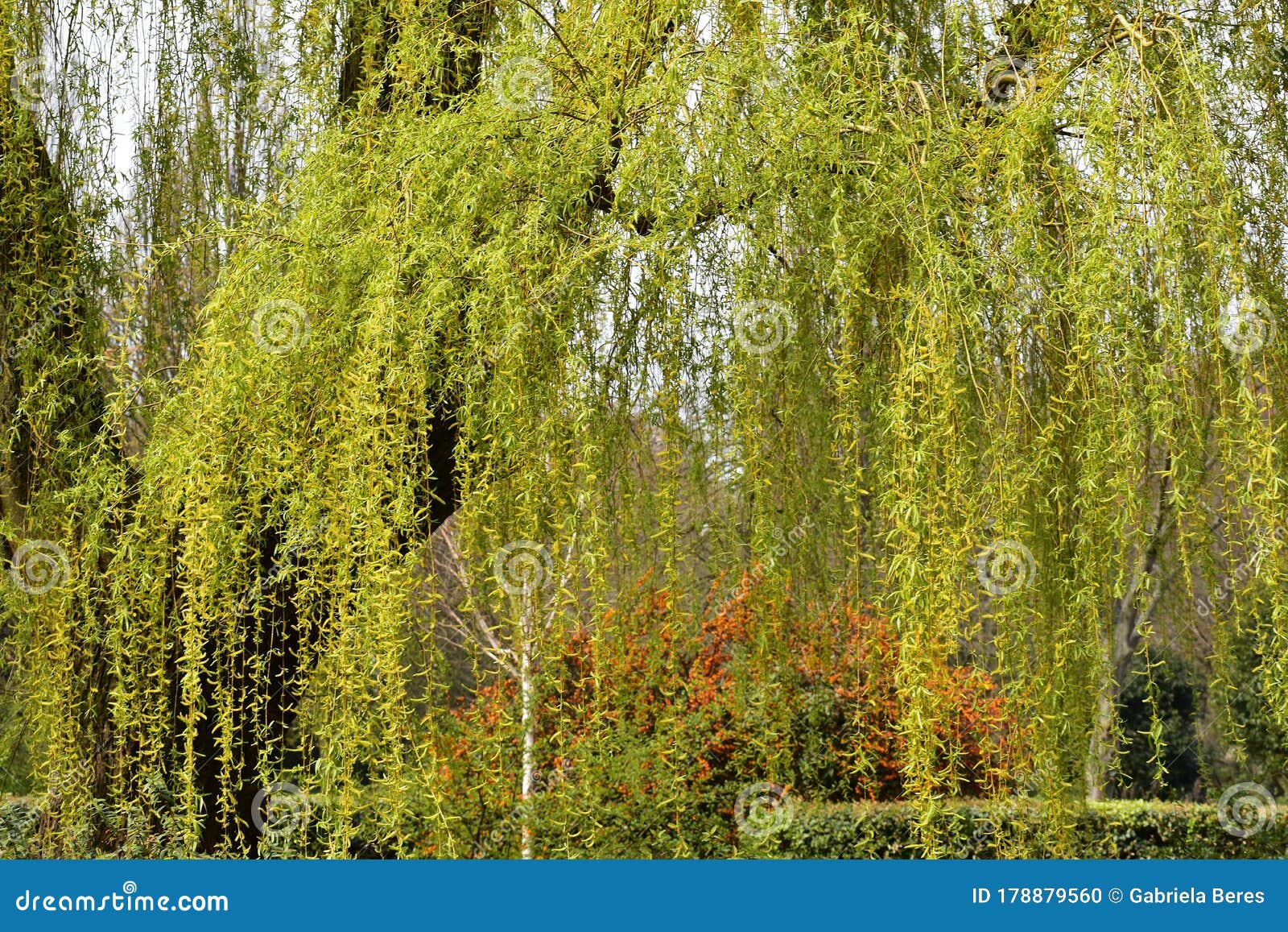 Weeping Willow Tree Branches with Leaves. Stock Photo - Image of close ...