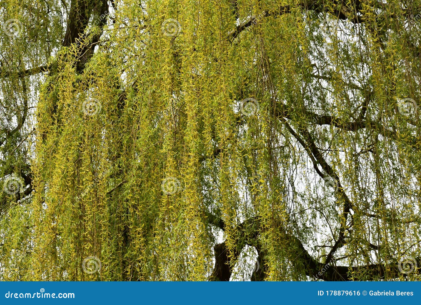 Weeping Willow Tree Branches with Leaves. Stock Photo - Image of ...