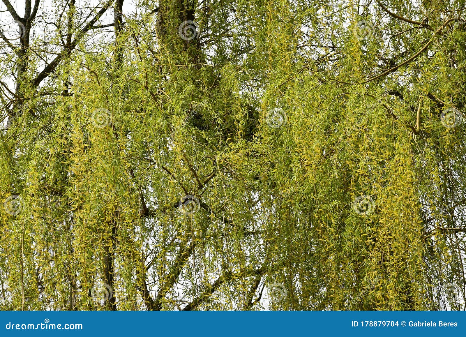 Weeping Willow Tree Branches with Leaves. Stock Photo - Image of calm ...