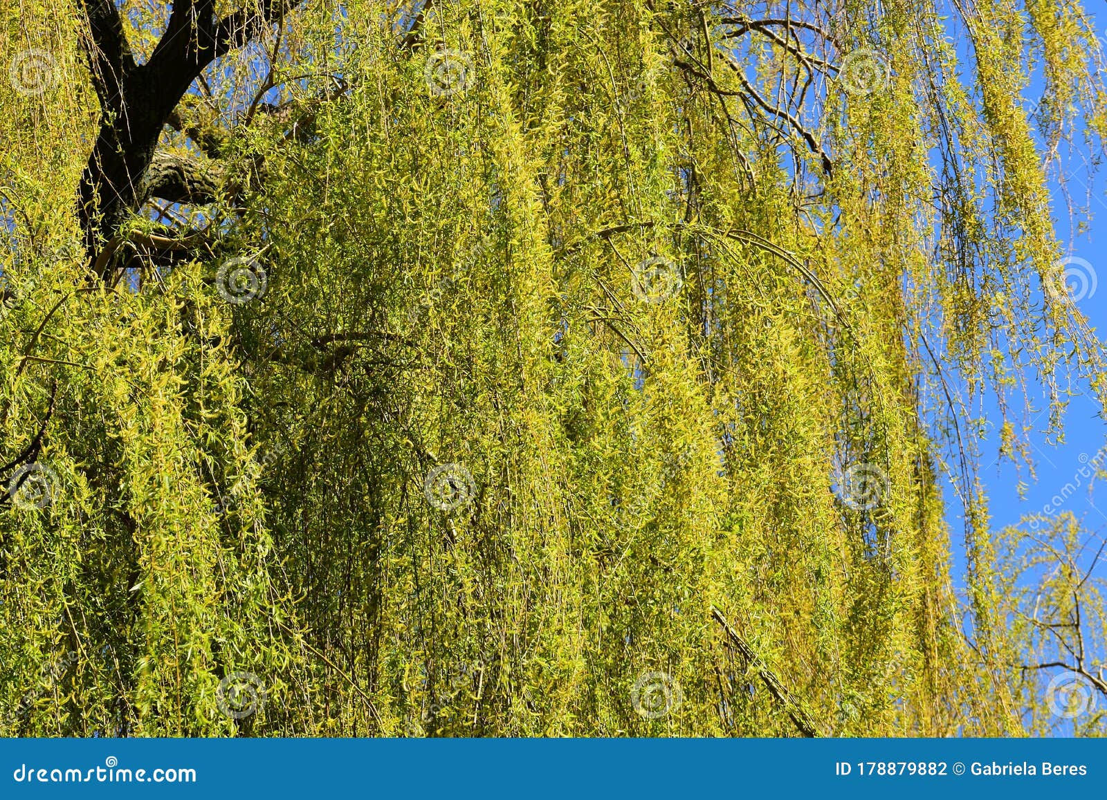 Weeping Willow Tree Branches with Leaves. Stock Photo - Image of flora ...