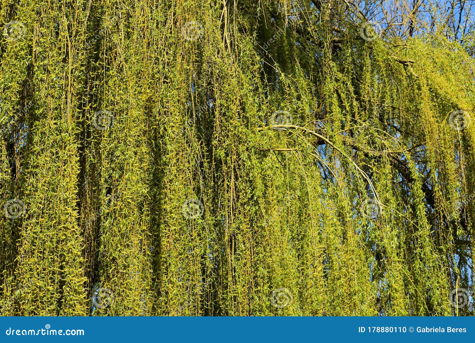 Weeping Willow Tree Branches with Leaves. Stock Photo - Image of ...