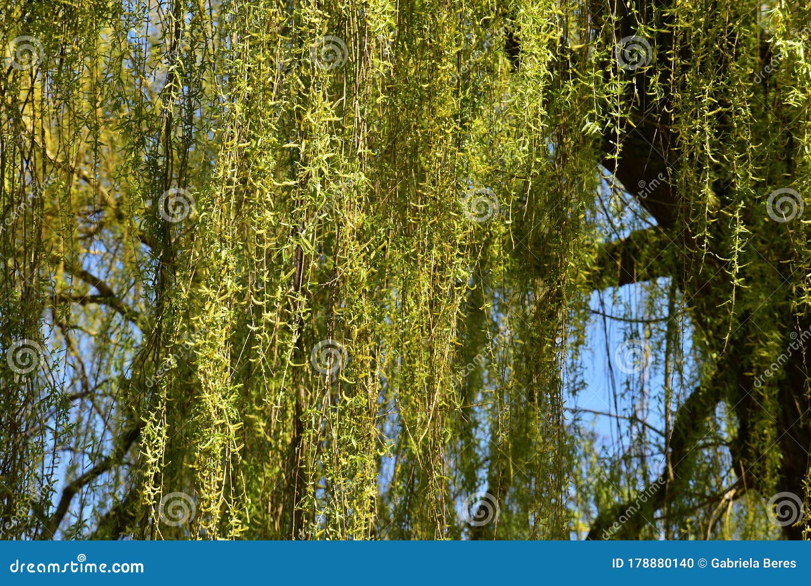 Weeping Willow Tree Branches with Leaves. Stock Photo - Image of ... Weeping Willow Tree Branches with Leaves. Stock Photo - Image of ...
