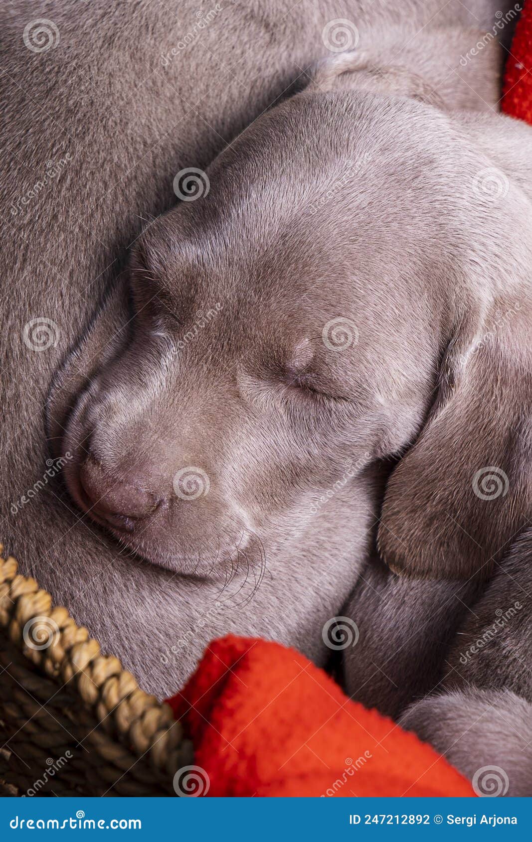 Close-up of a Weimaraner Puppy Sleeping with His Head Resting Stock Photo - Image of adorable ...